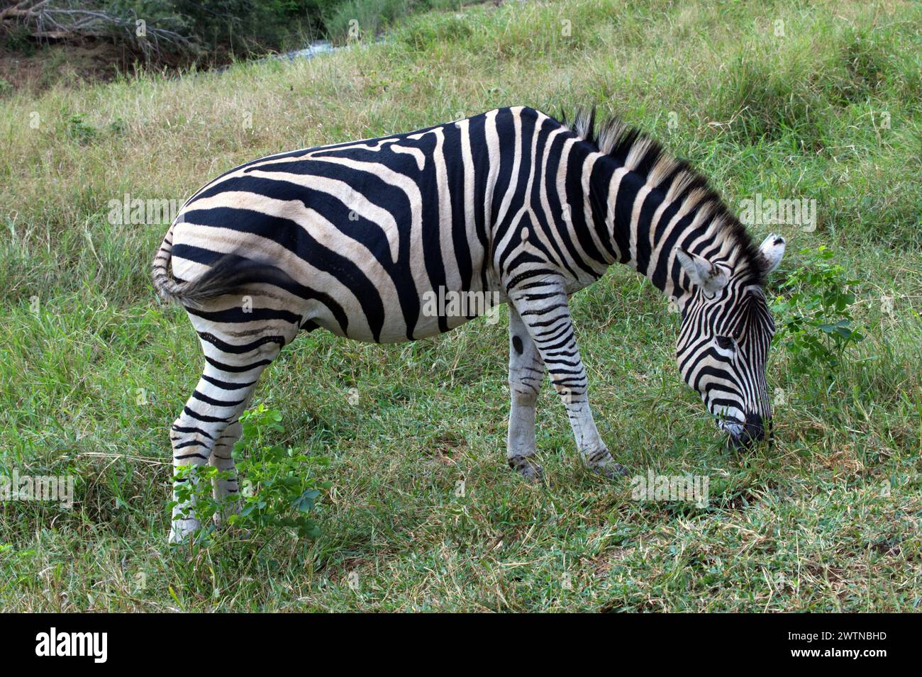 Zebra seen while on Safari in Karongwe Game Reserve, South Africa Stock ...