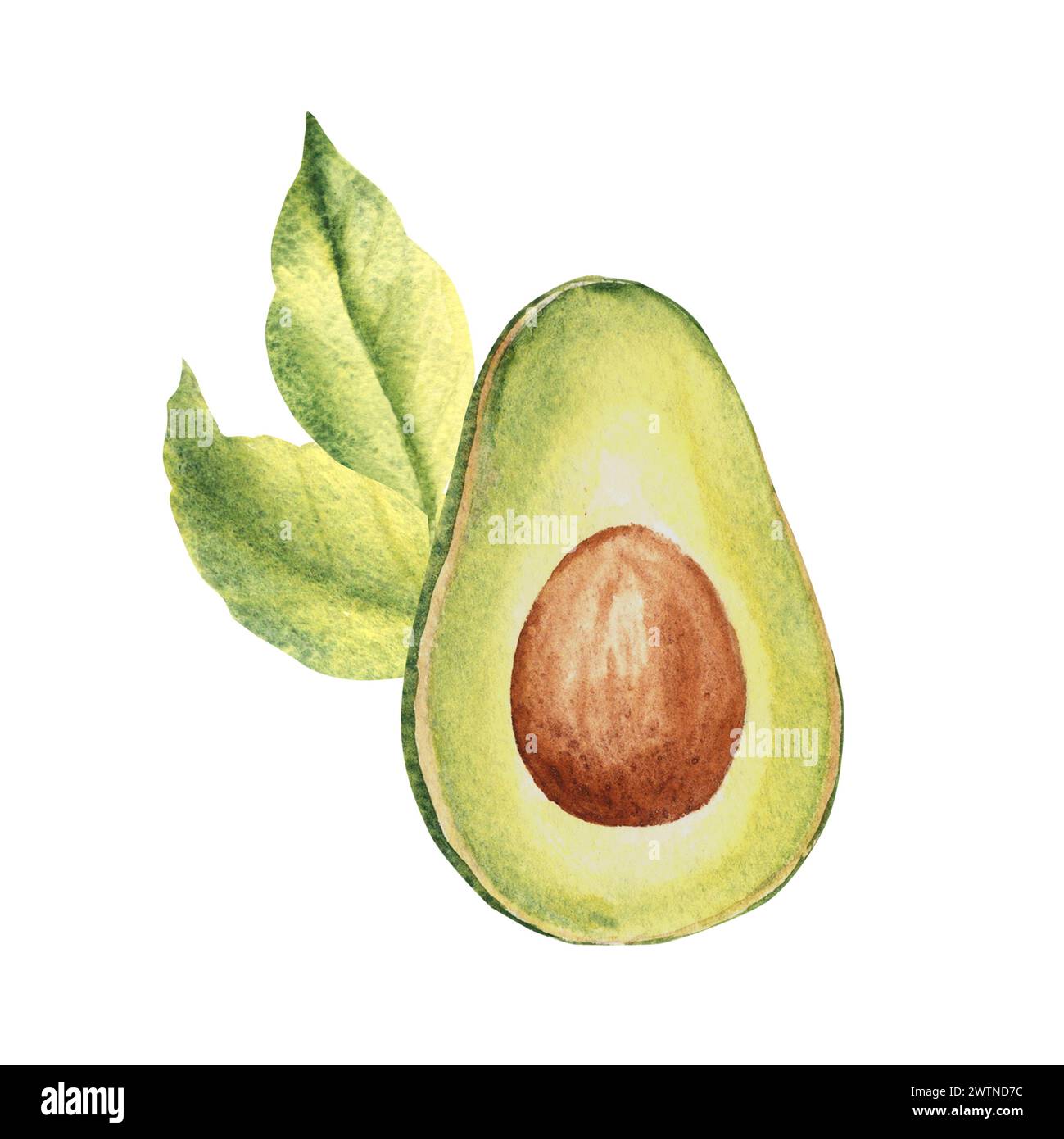 Avocado half fruit with leaves. Hand drawn botanical watercolor ...