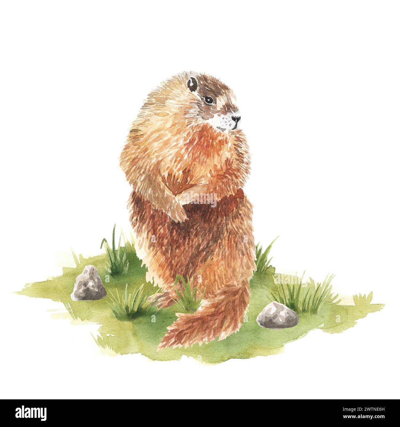 The groundhog forest animal on grass ground in the park of illustration ...