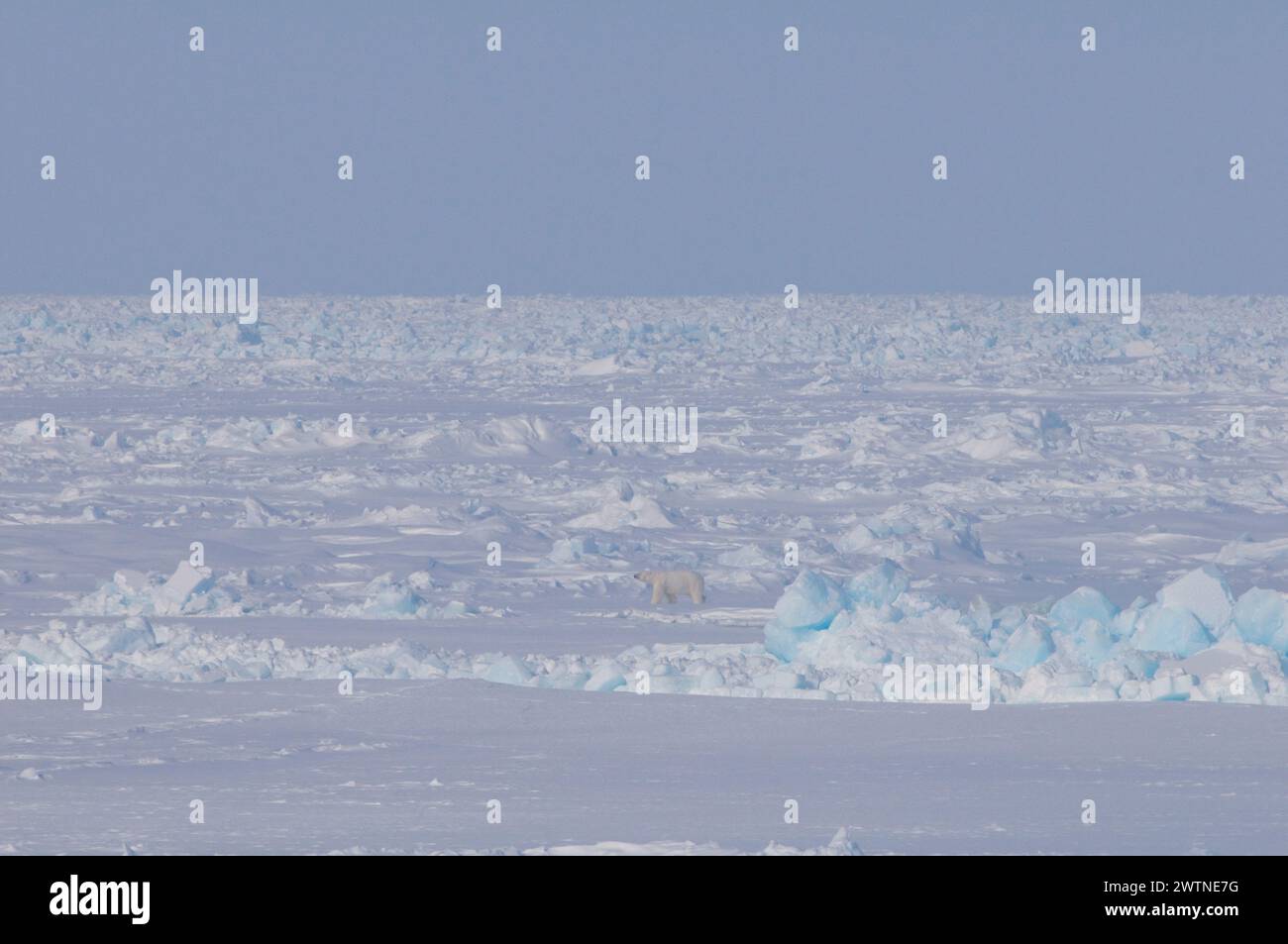 Seascape of rough with polar bear pack ice over the Chukchi sea in ...