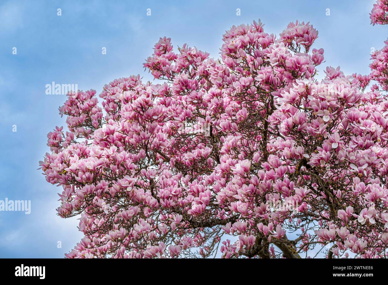 Baum mit Magnolienblüten, Magnolien Magnolia, Tulpen-Magnolie Magnolia ...