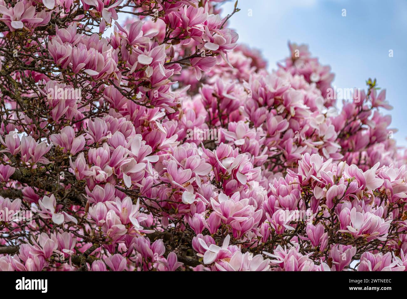 Baum mit Magnolienblüten, Magnolien Magnolia, Tulpen-Magnolie Magnolia ...