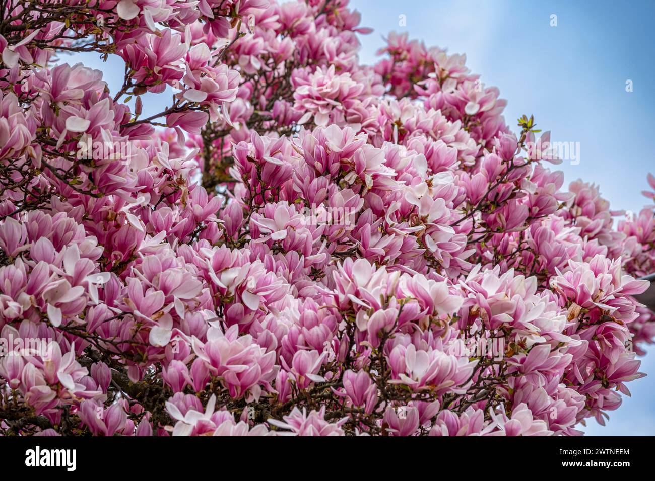 Baum mit Magnolienblüten, Magnolien Magnolia, Tulpen-Magnolie Magnolia ...