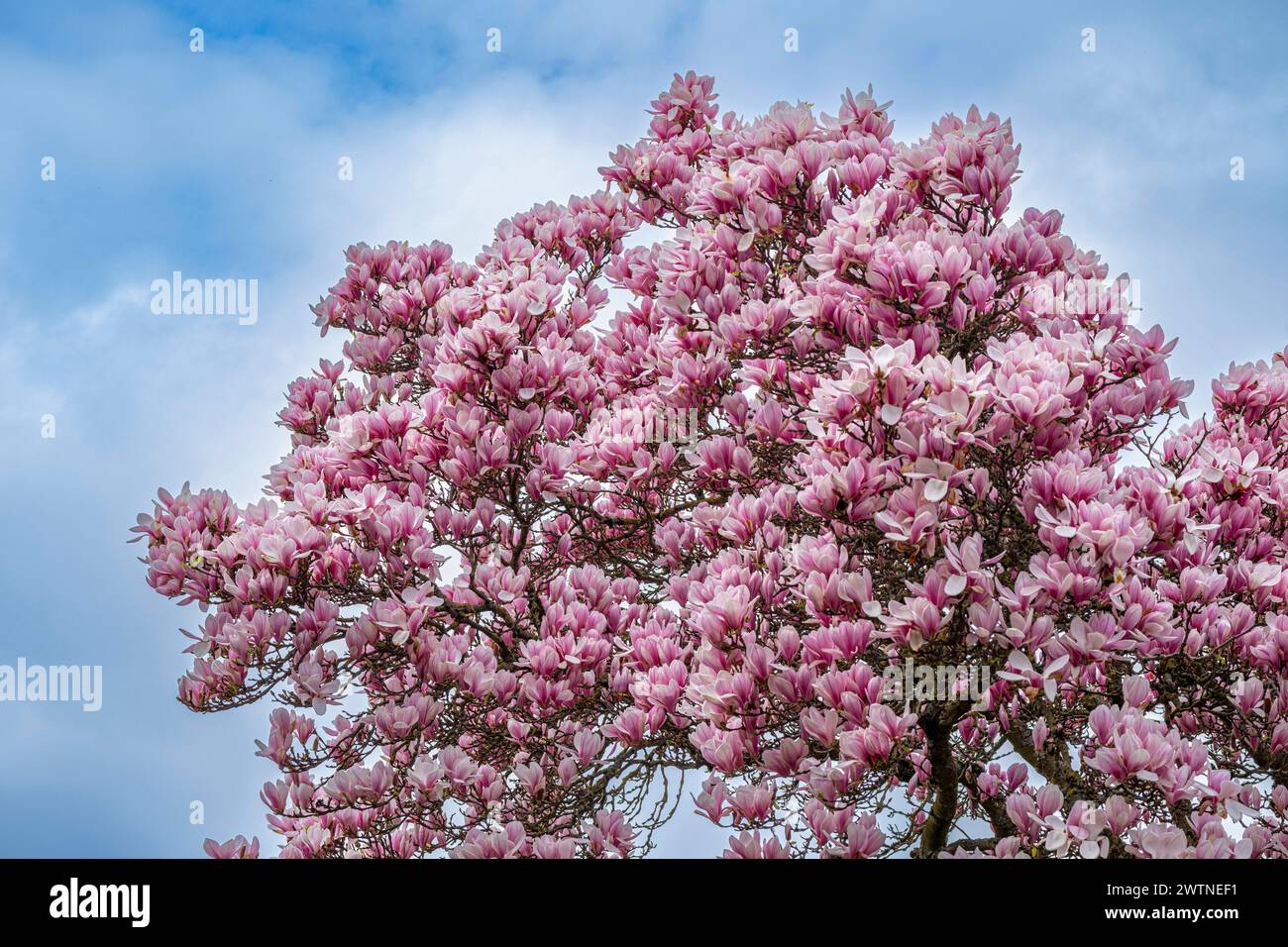 Baum mit Magnolienblüten, Magnolien Magnolia, Tulpen-Magnolie Magnolia ...