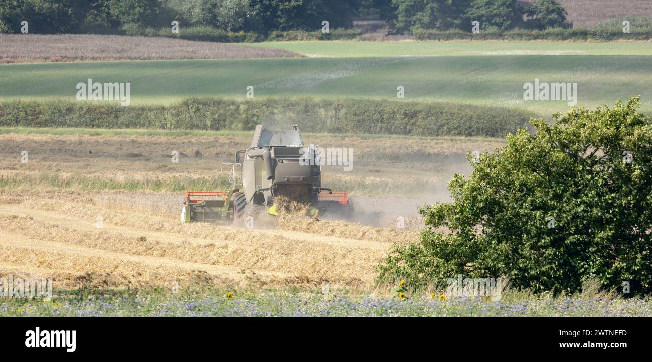 harvesting grain crops in the field with combine harvester Stock Photo ...