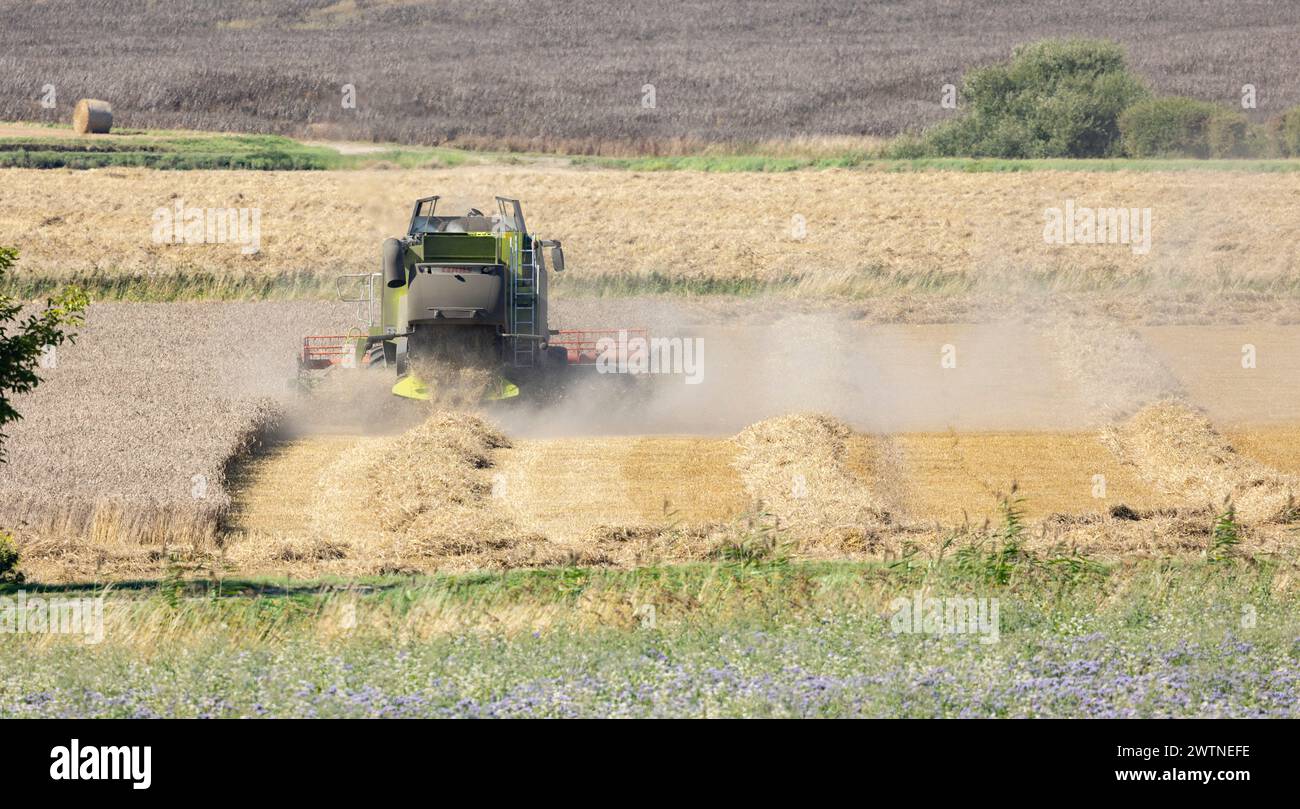 harvesting grain crops in the field with combine harvester Stock Photo ...