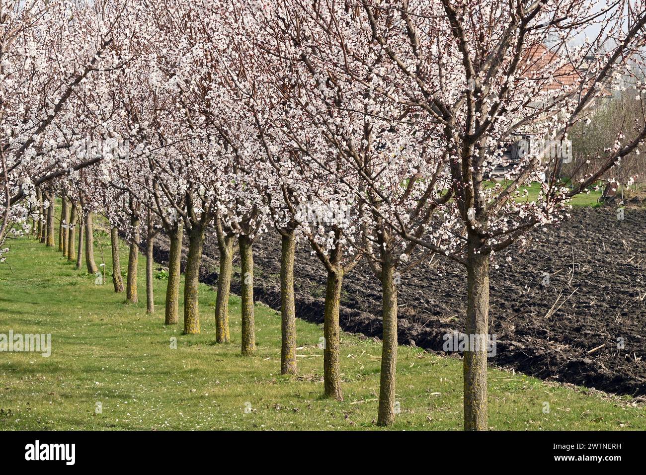 Orchard pathway lined with blooming apricot trees in early spring with ...