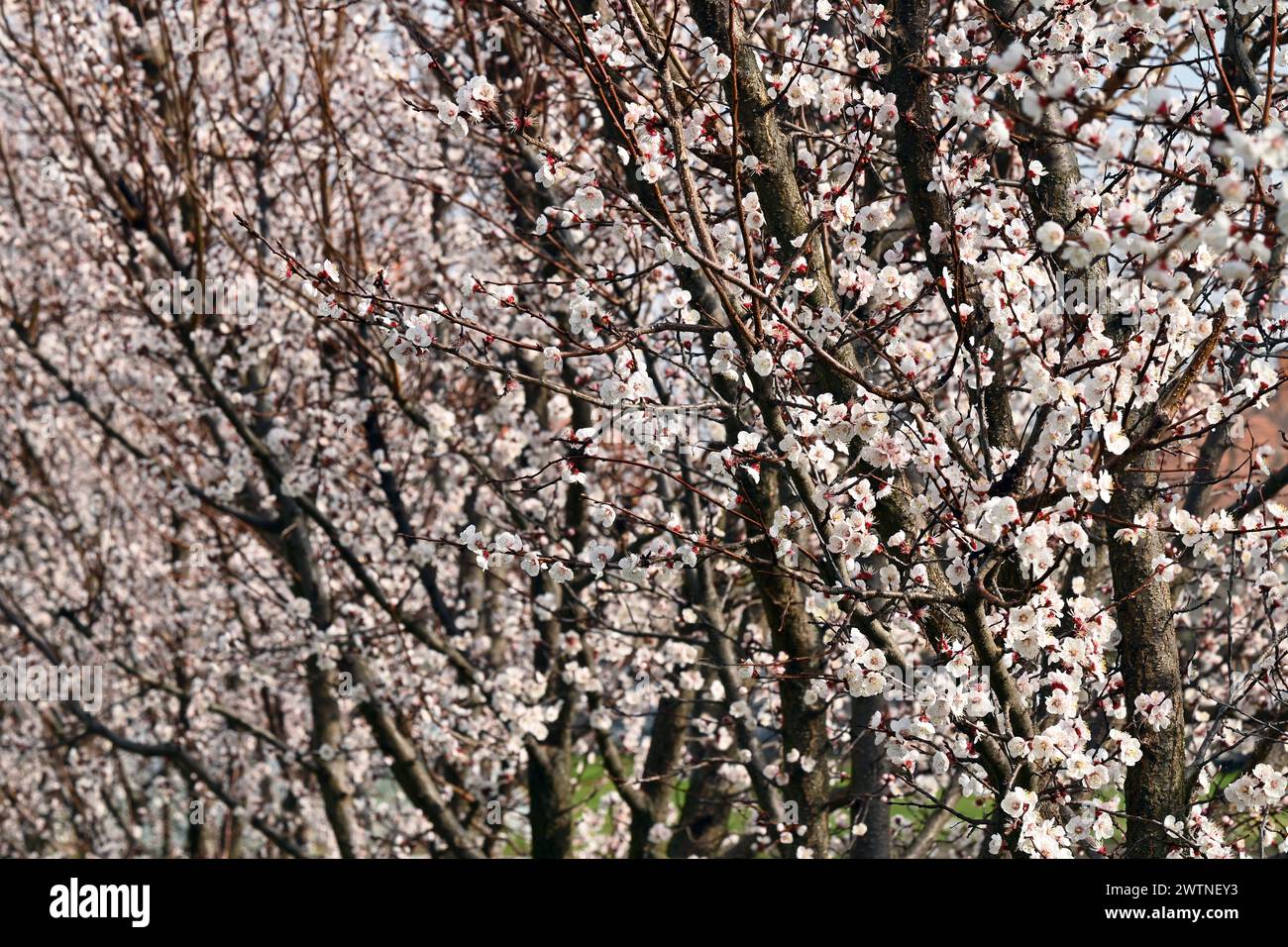 Trees apricot hi-res stock photography and images - Alamy