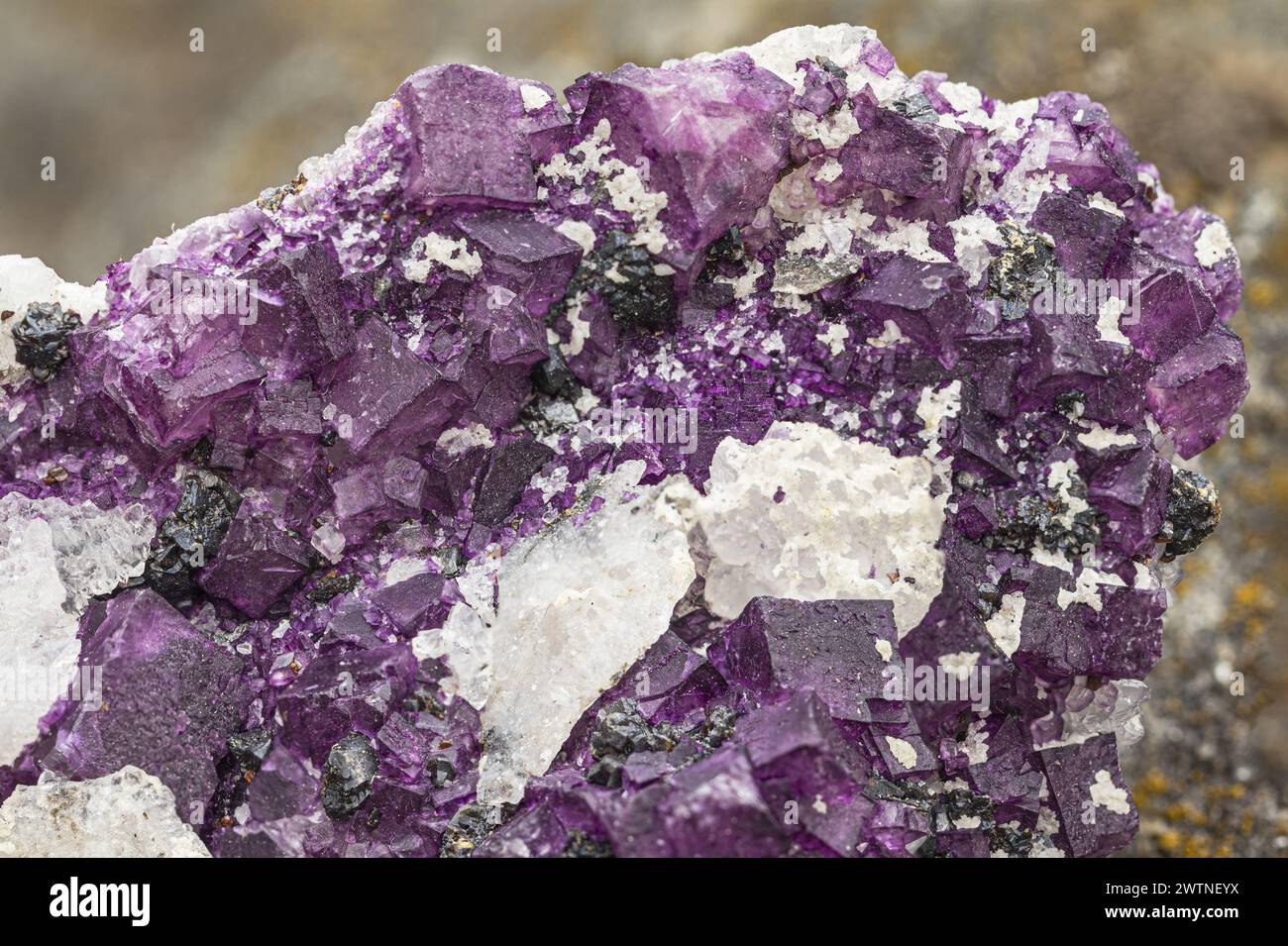 Contrasting specimen hi-res stock photography and images - Alamy