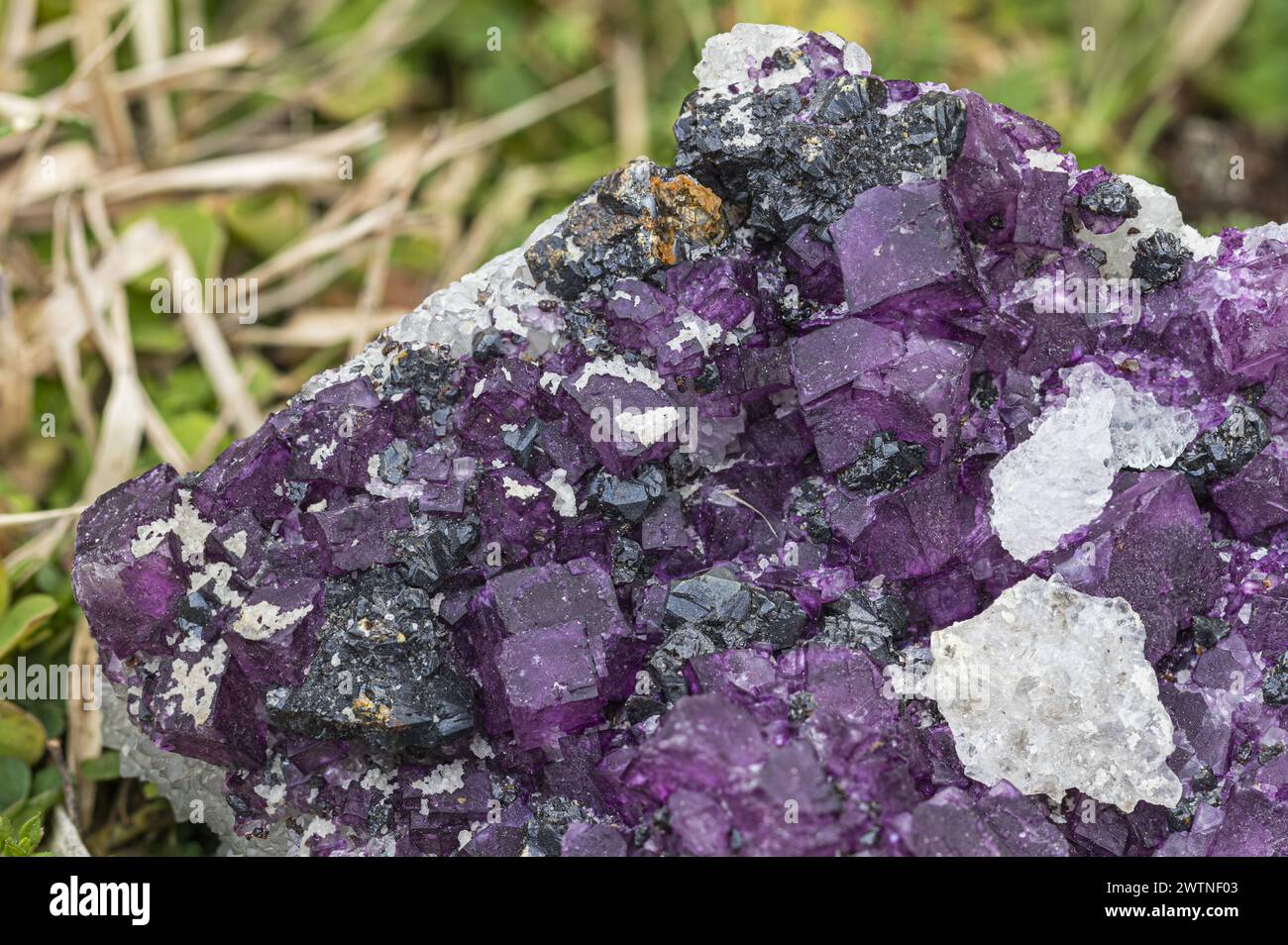 Contrasting specimen hi-res stock photography and images - Alamy