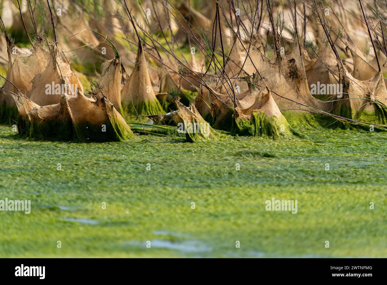 Mosses and textures formed in a swamp Stock Photo - Alamy