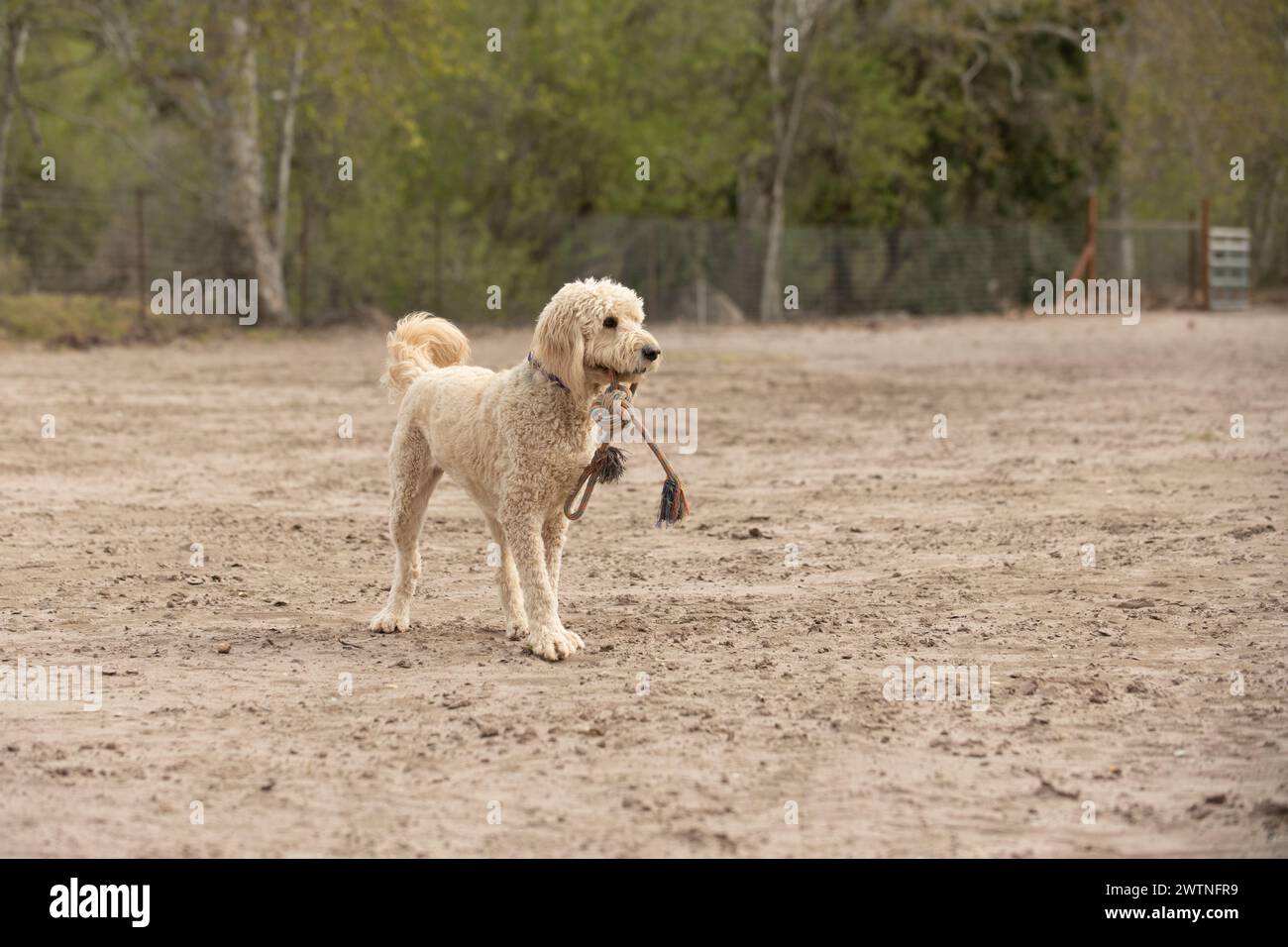 Anxious American Standard Poodle dog patiently waits for a partner in a ...