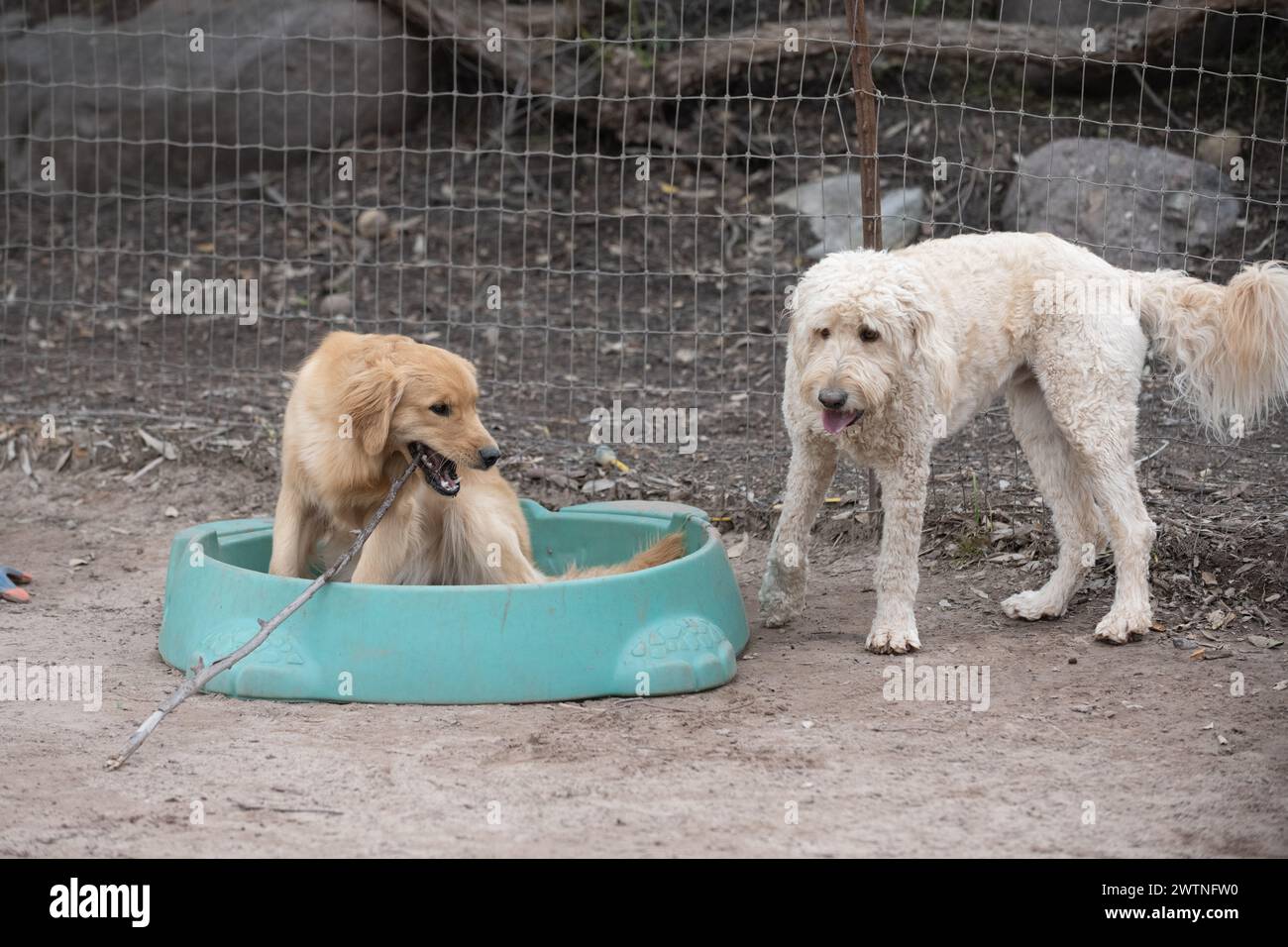 Anxious American Standard Poodle dog watches golden retriever friend ...
