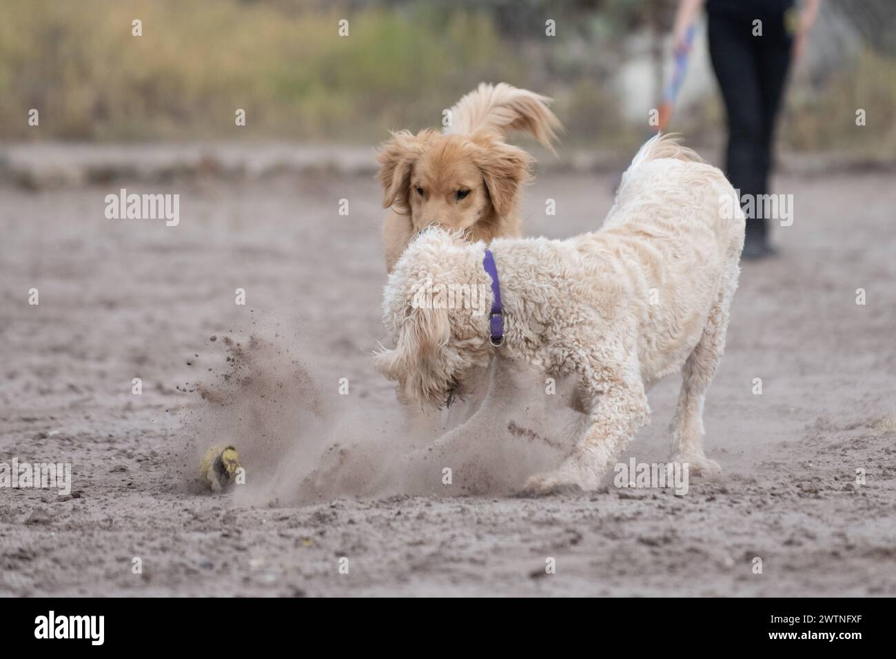 American golden retriever hi-res stock photography and images - Alamy