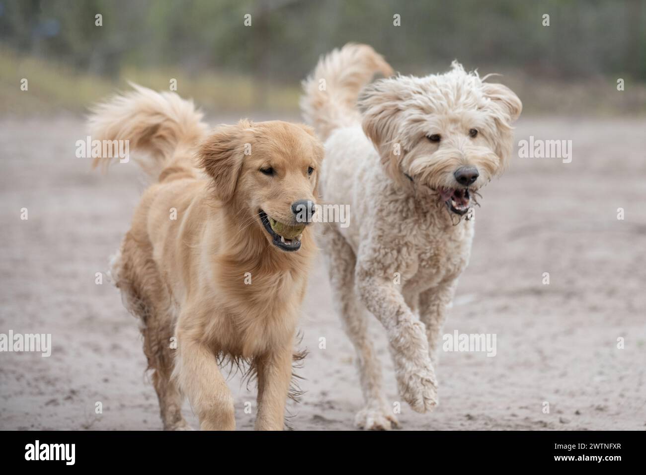 American Standard Poodle dog and golden retriever friend run along side ...