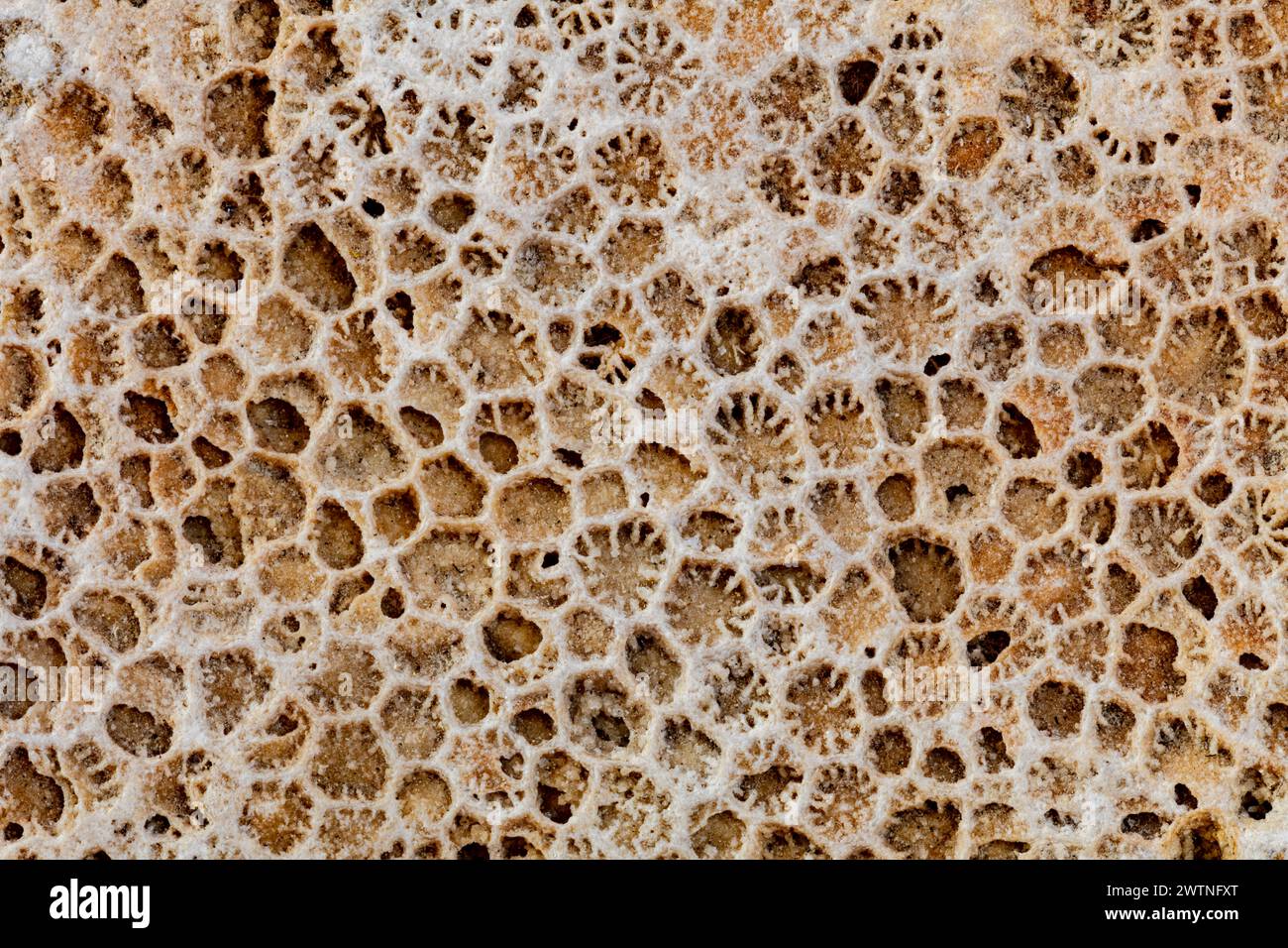 Marine fossils on Manitoulin Island, Ontario, are associated with two ...