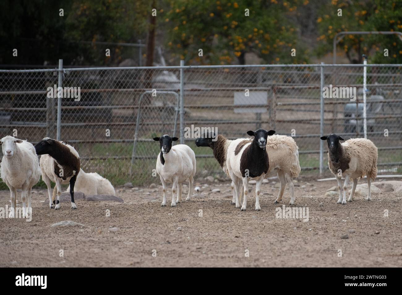 Sheep yard creek hi-res stock photography and images - Alamy