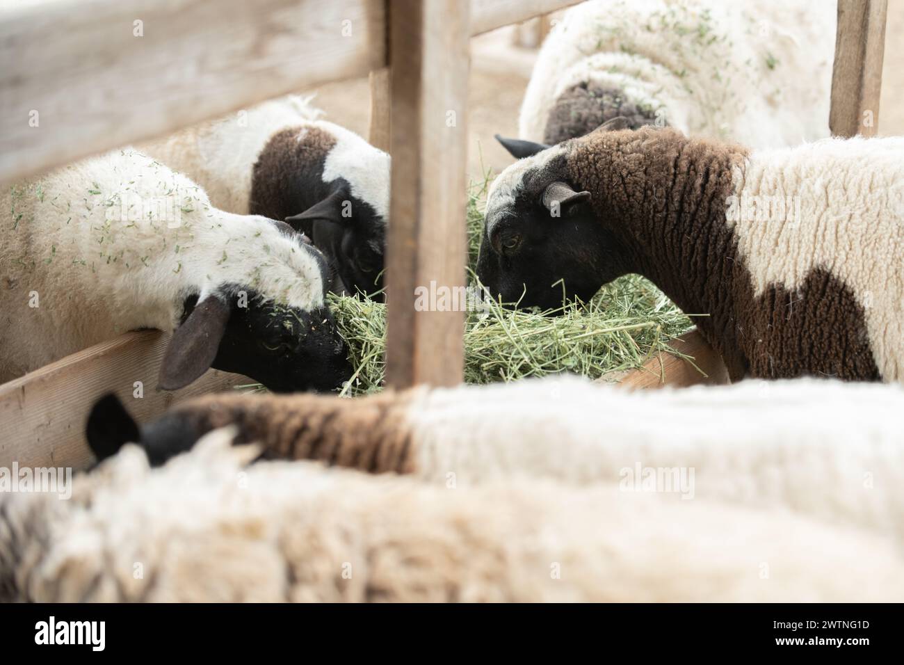 Sheep of the livestock ranch are eating the hay out of the food trough ...