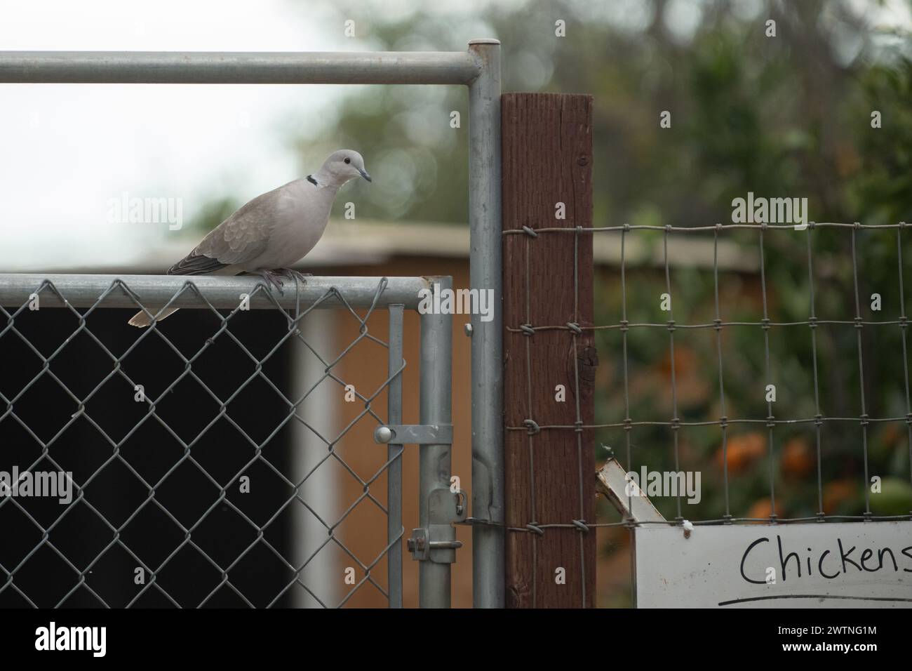 Ring neck dove is comfortably perched on the gate to the ranches ...
