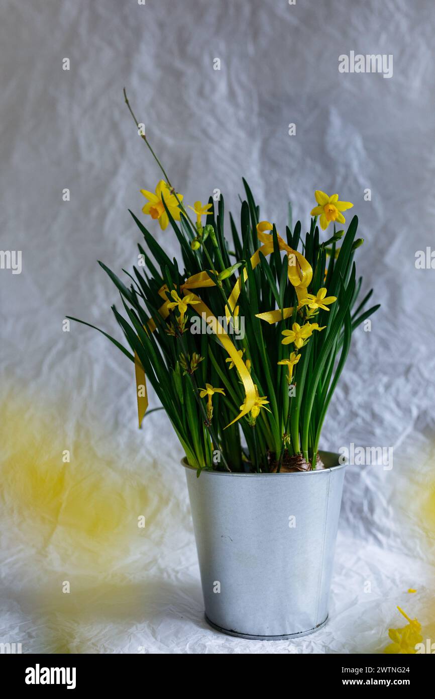 still life with daffodil flowers in the pot Stock Photo - Alamy