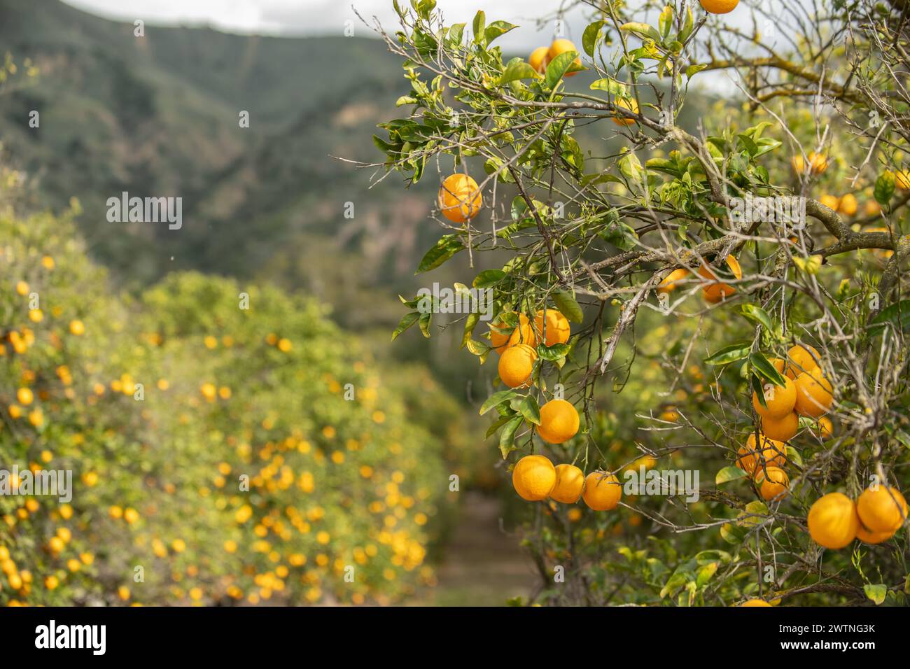 Ripe citrus oranges growing on the branches of the trees look ready for ...