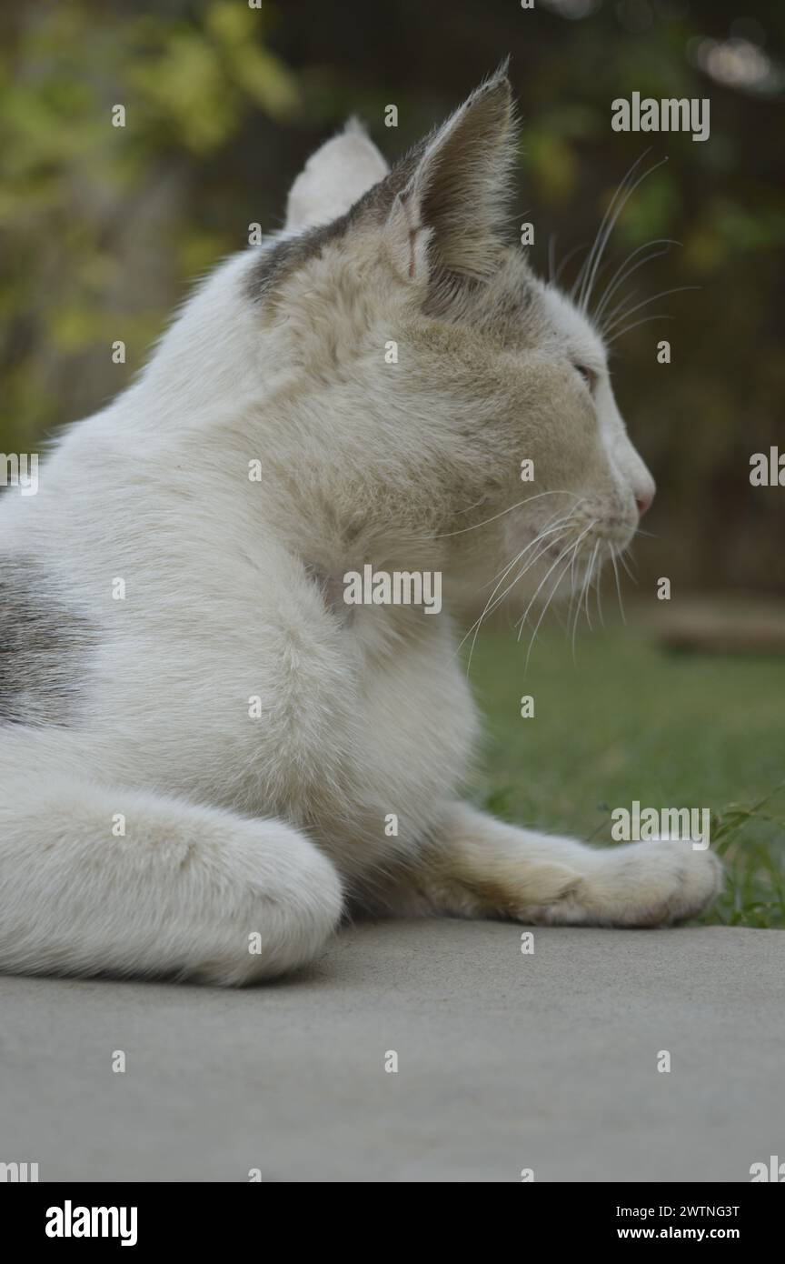 Polydactyl cat breeds hi-res stock photography and images - Alamy