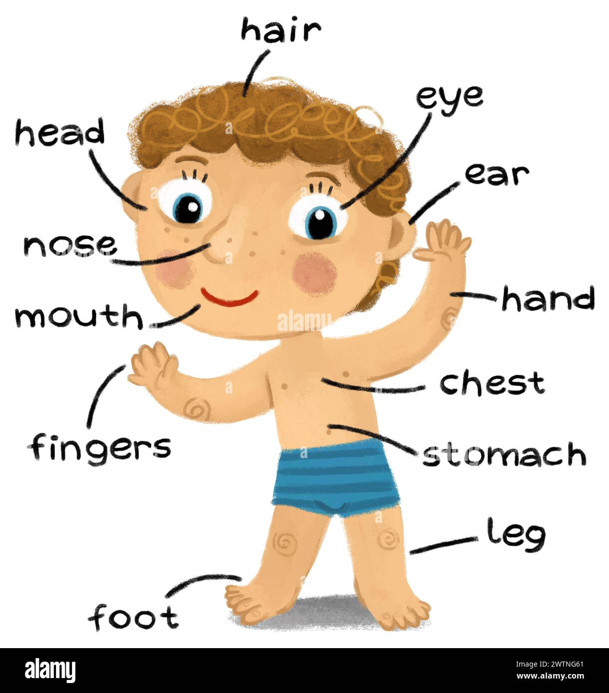 cartoon scene with young boy as anatomy model of body parts on white ...