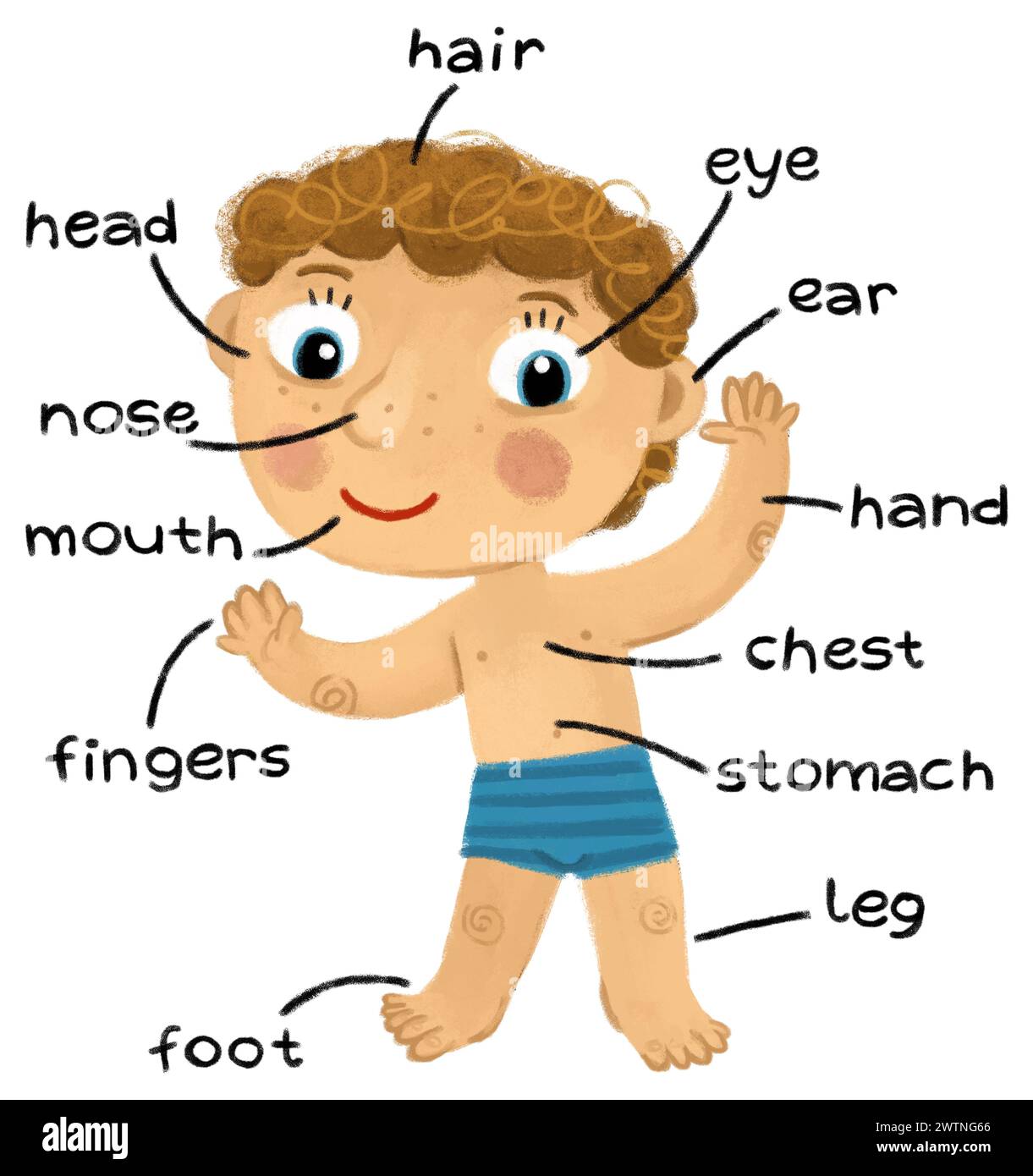 cartoon scene with young boy as anatomy model of body parts on white ...