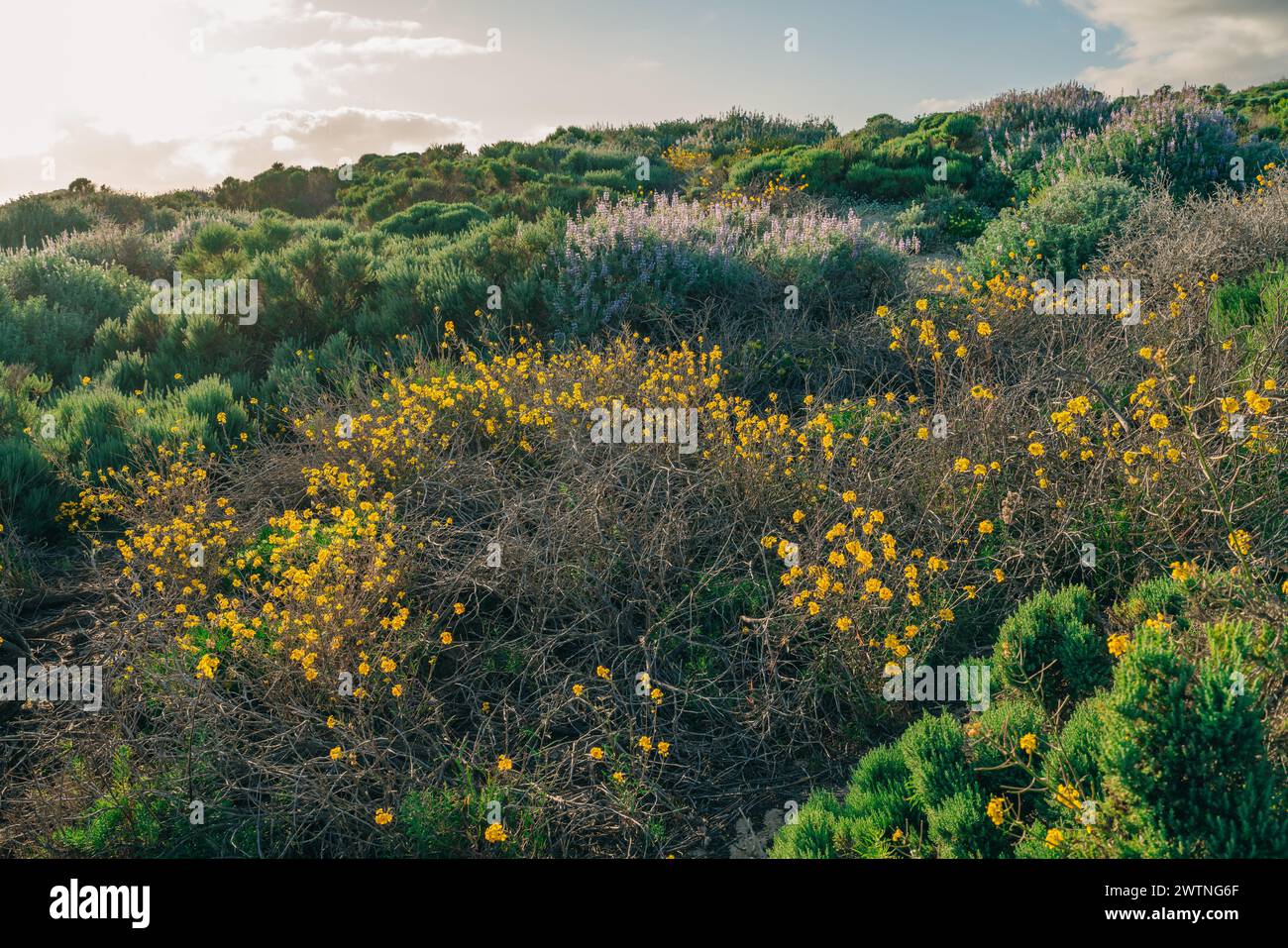 Wilderness area. Shrubs, and wildflowers. Silvery Lupine (Lupinus ...