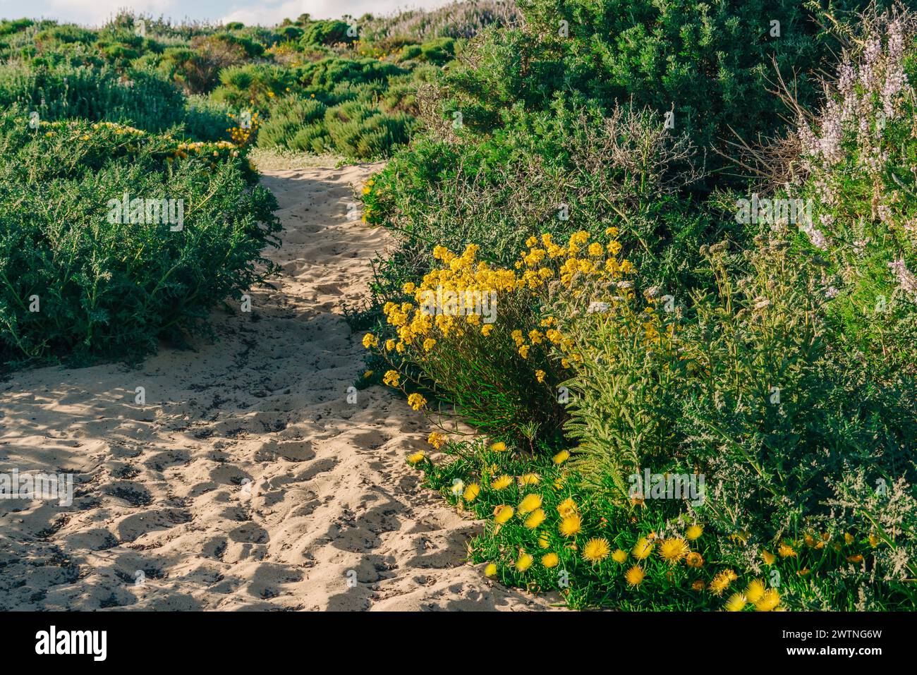 Wildflowers bloom in desert at Spring. Close-up of a Western Wallflower ...