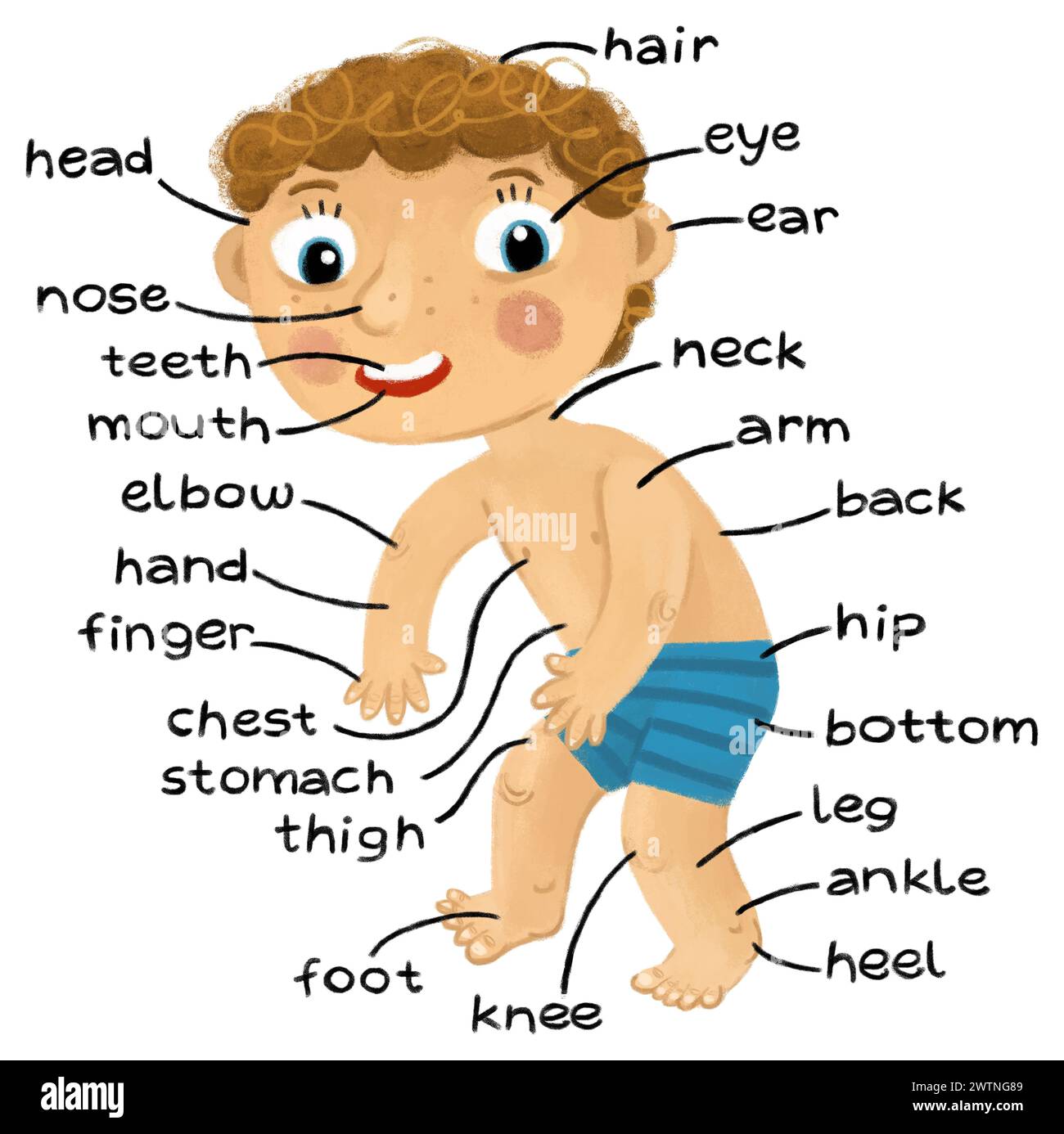 cartoon scene with young boy as anatomy model of body parts on white ...