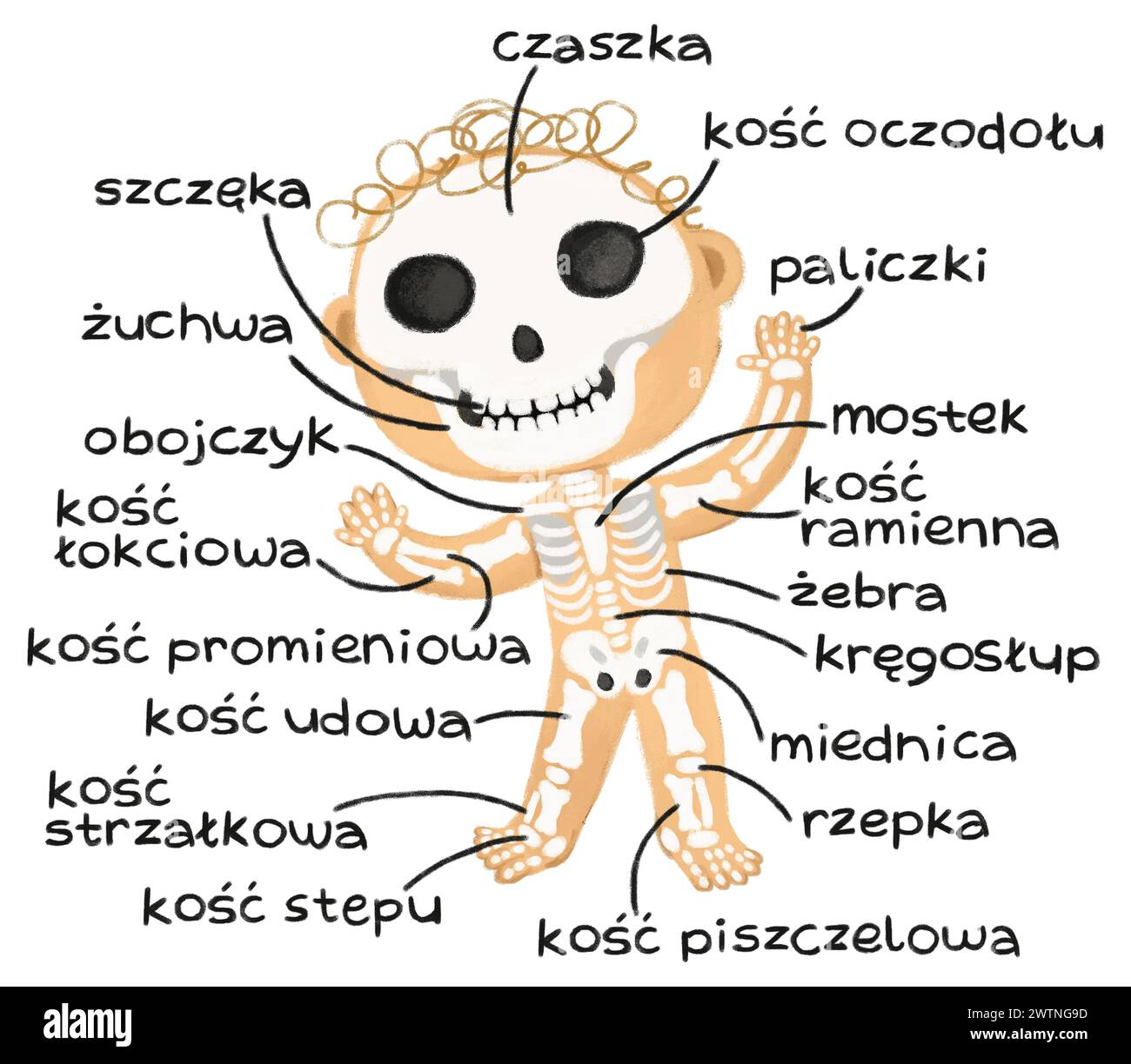 cartoon scene with young boy as anatomy model of body parts on white ...