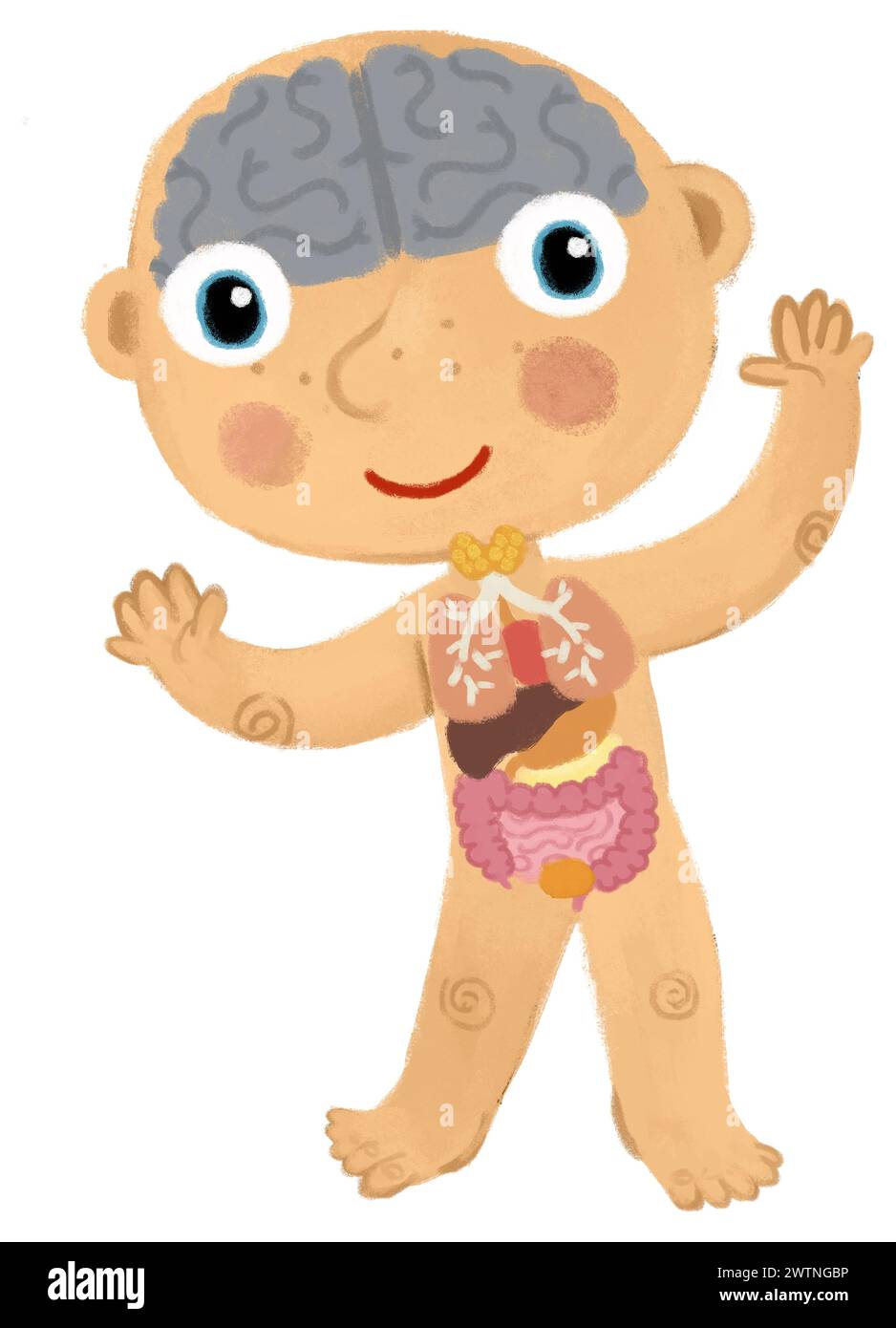 cartoon scene with young boy as anatomy model of body parts on white ...