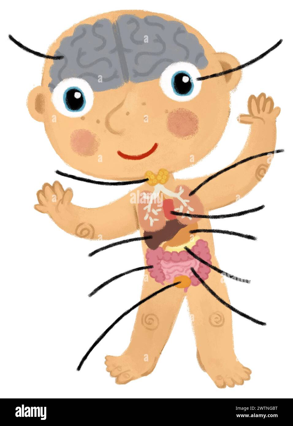 cartoon scene with young boy as anatomy model of body parts on white ...