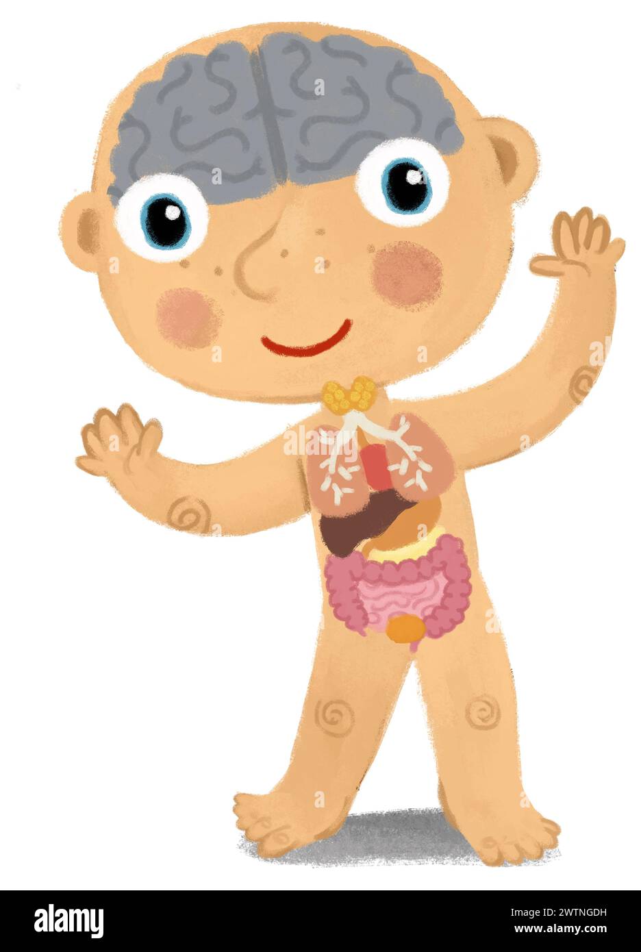 cartoon scene with young boy as anatomy model of body parts on white ...