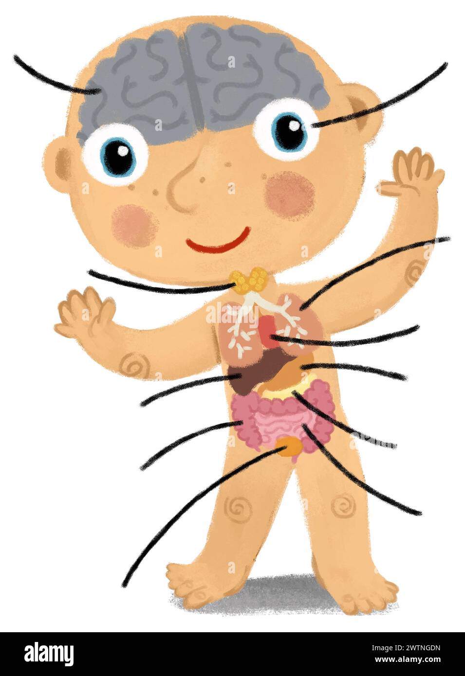 cartoon scene with young boy as anatomy model of body parts on white ...