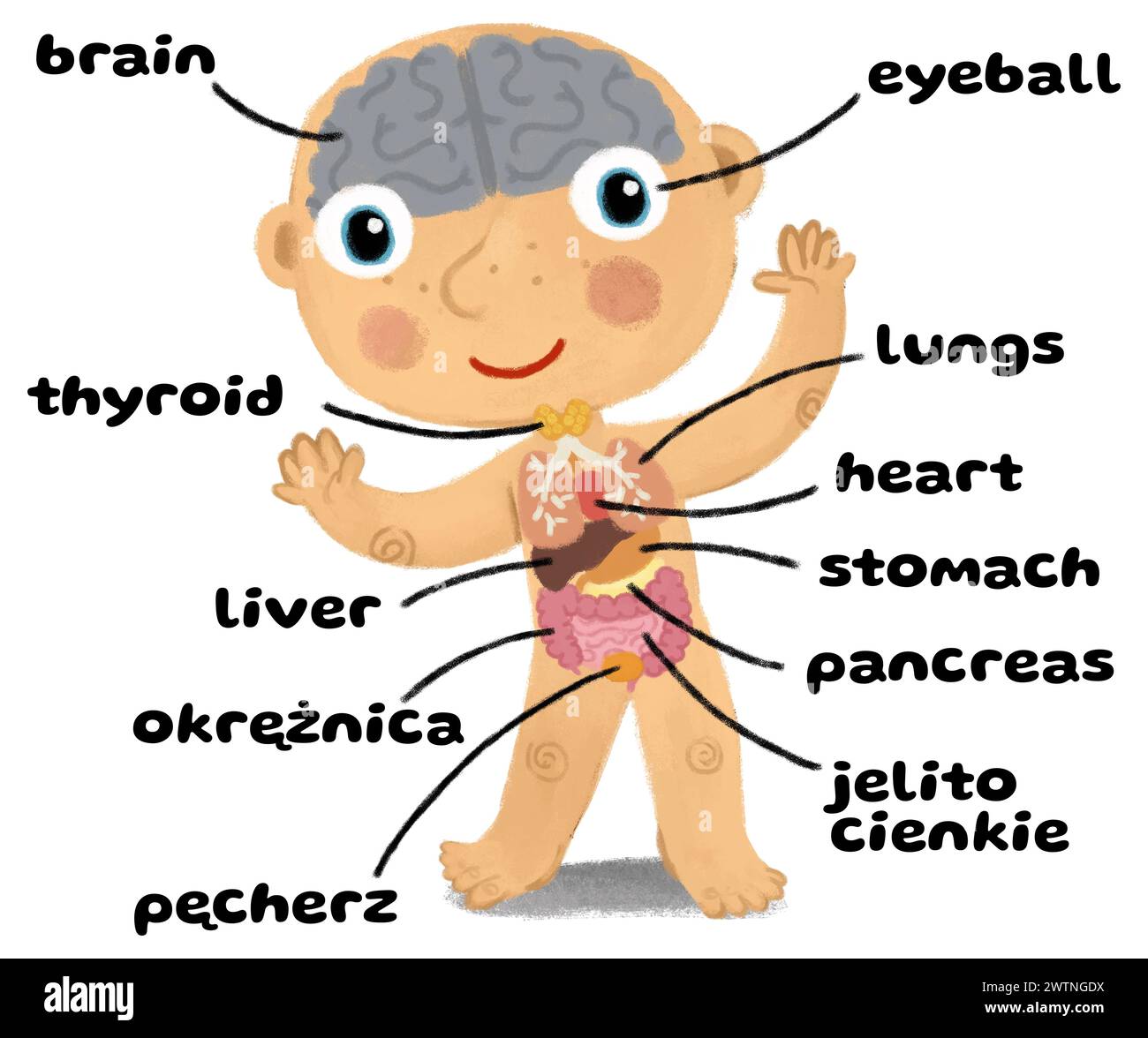 cartoon scene with young boy as anatomy model of body parts on white ...