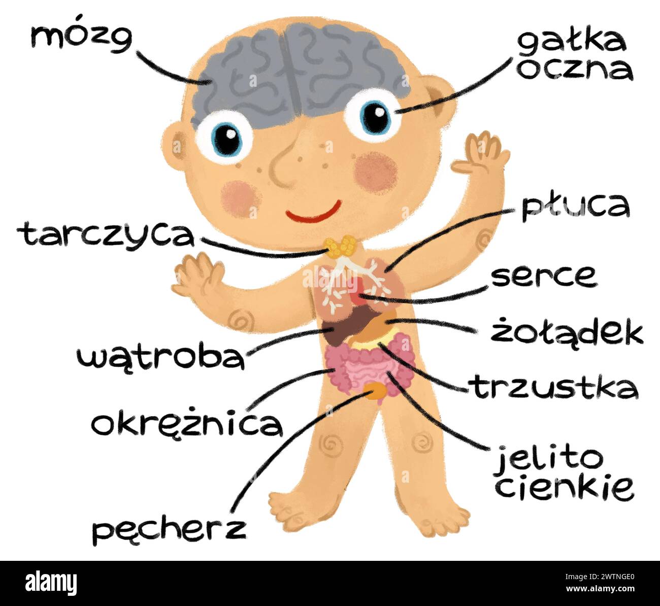 cartoon scene with young boy as anatomy model of body parts on white ...