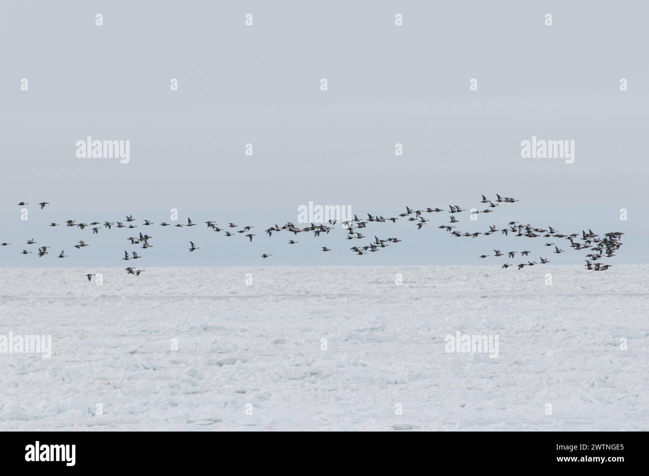 King eider Somateria spectabilis Somateria mollissima ducks in flight ...