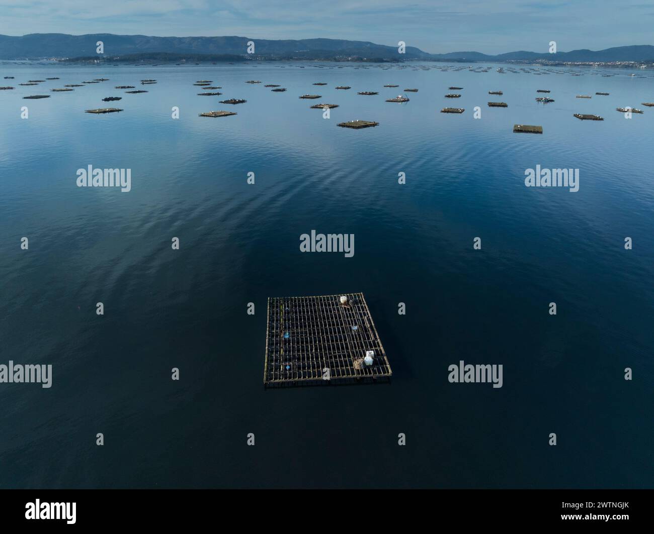 Aerial view of a marine mussel farm in the Arousa estuary, Galicia ...