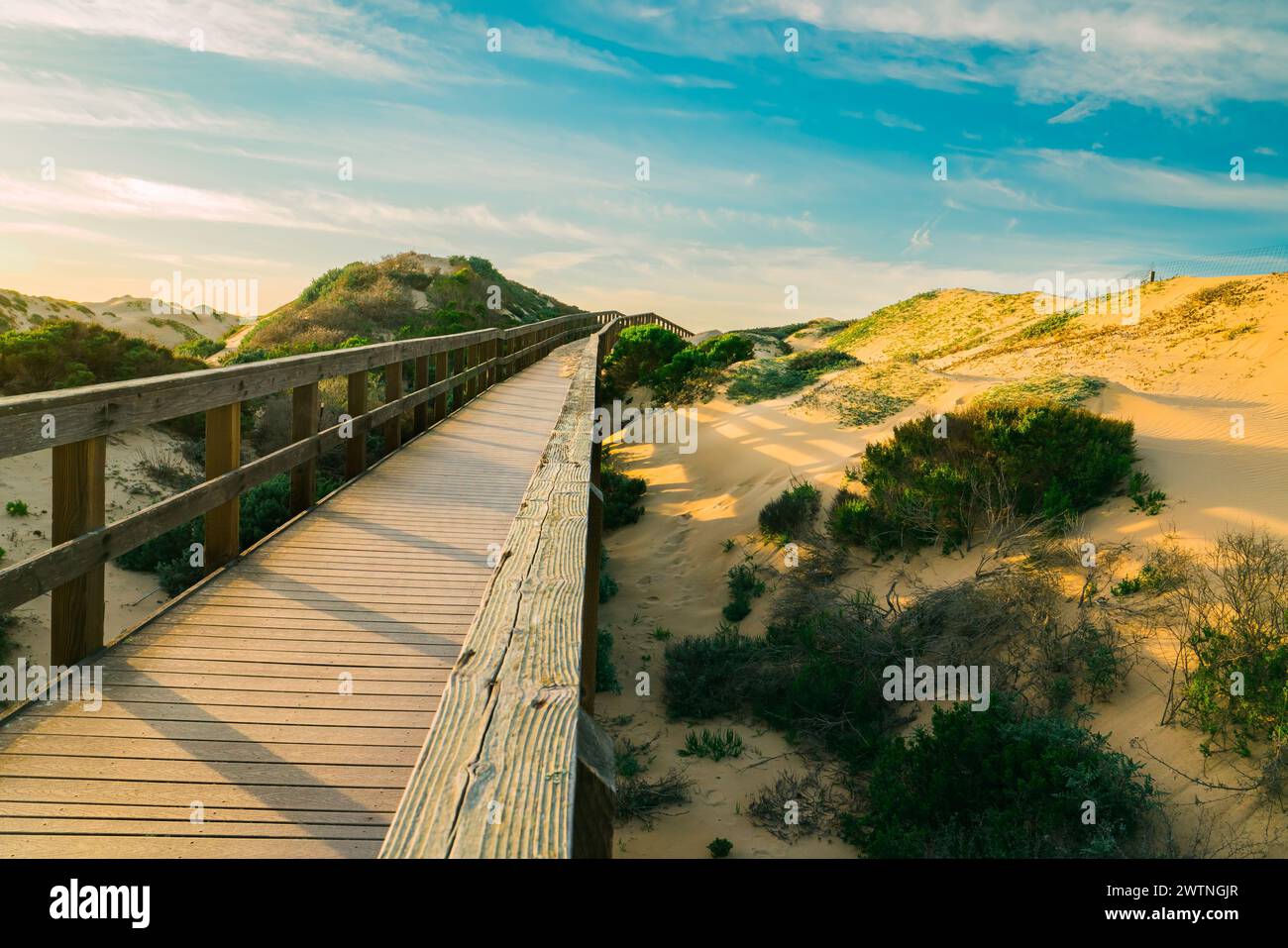Rustic wooden boardwalk through sand dunes and native forest leading to ...