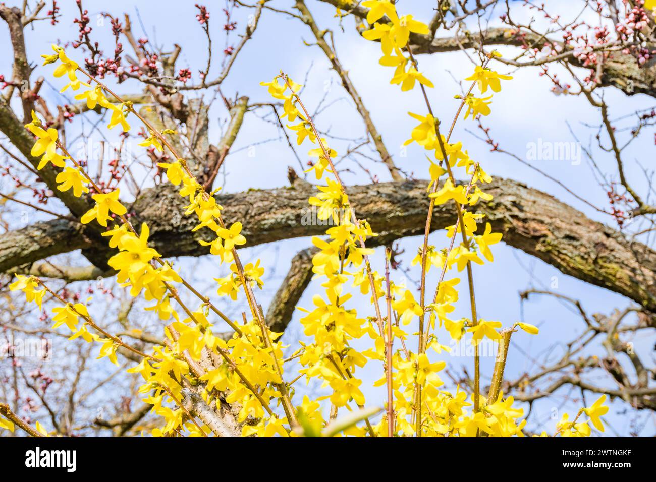 Genari or Korean Golden Bell, Forsythia koreana after rain. Early ...