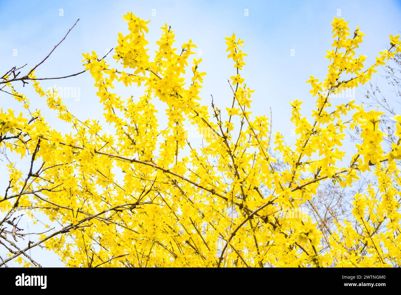 Genari or Korean Golden Bell, Forsythia koreana after rain. Early ...