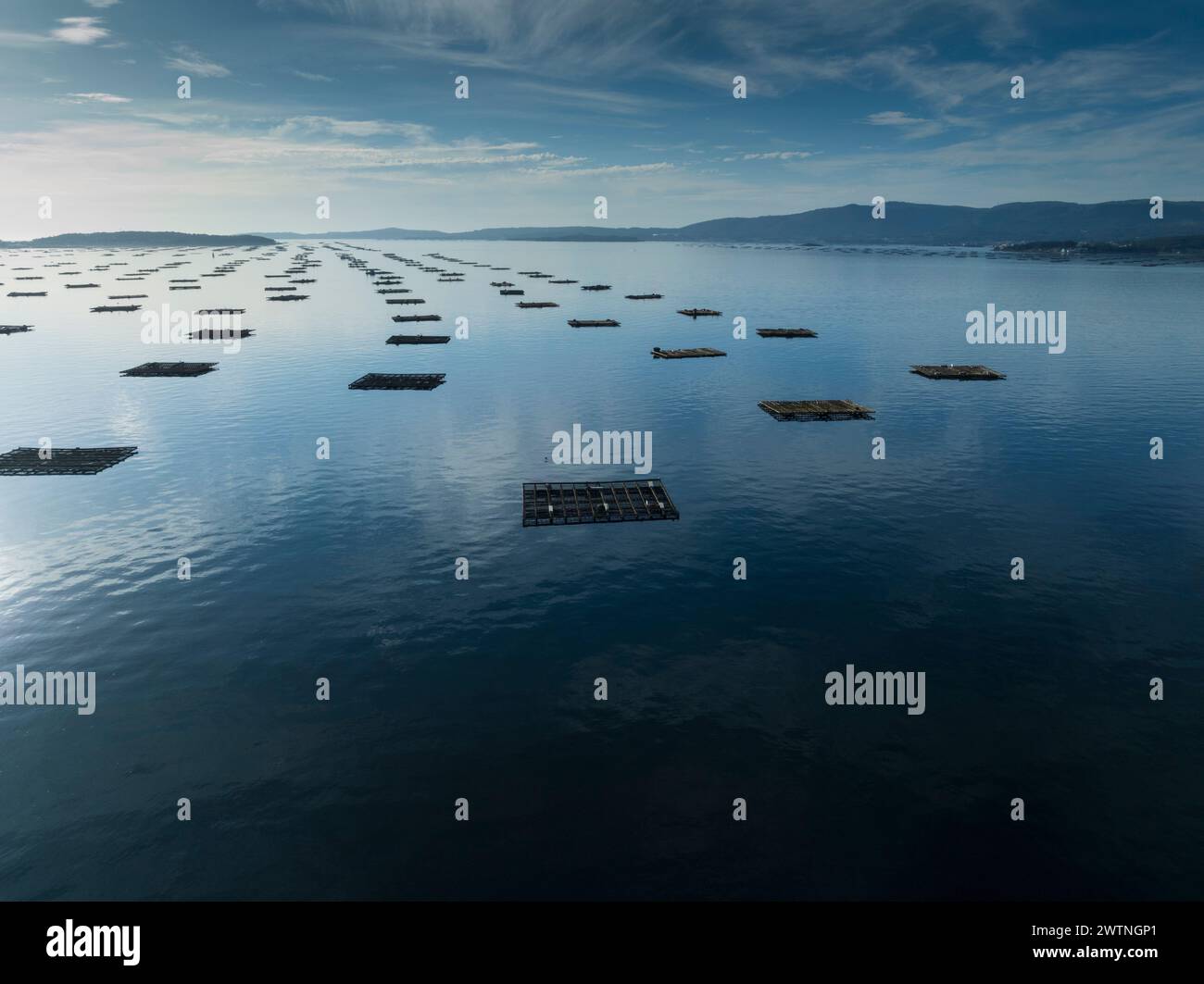 Aerial view of a marine mussel farm in the Arousa estuary, Galicia ...