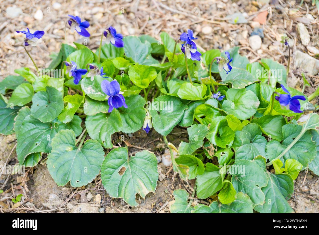 Flower bed with Common violets flowers in bloom, traditional easter ...