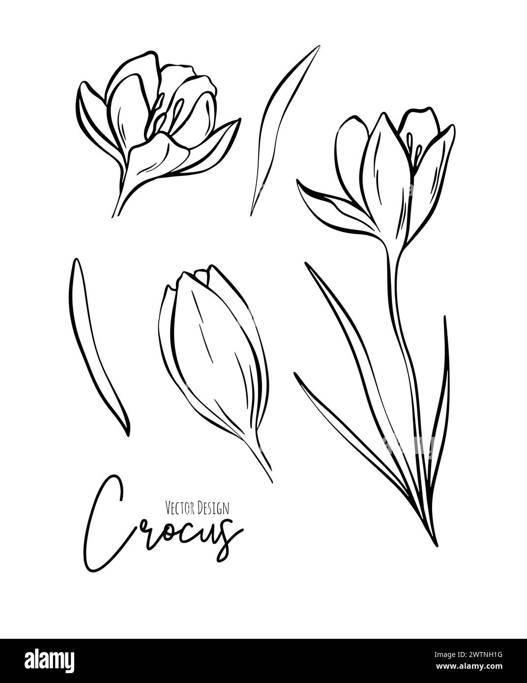 Botanical set line illustration of crocus flowers for wedding ...