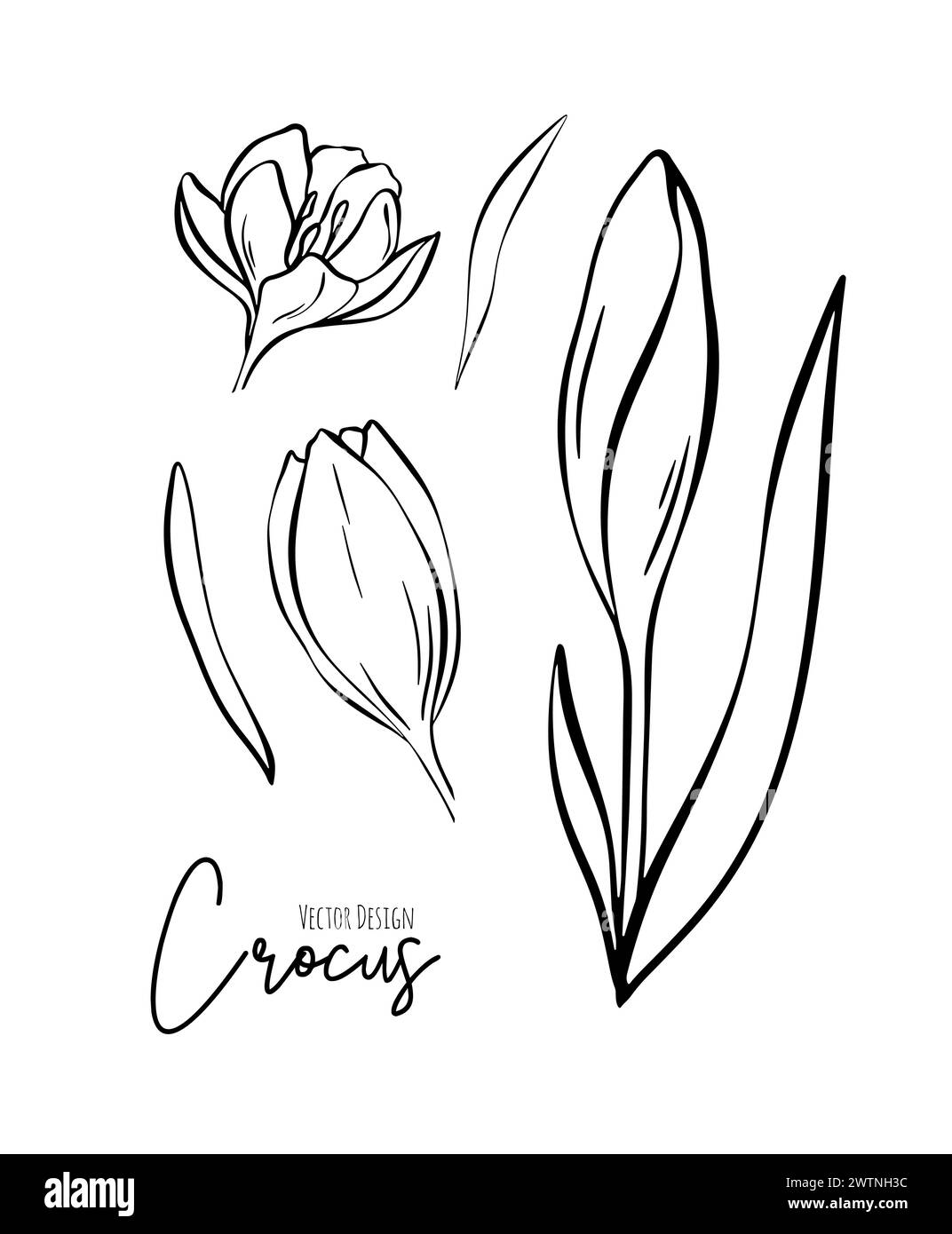 Botanical set line illustration of crocus flowers for wedding ...