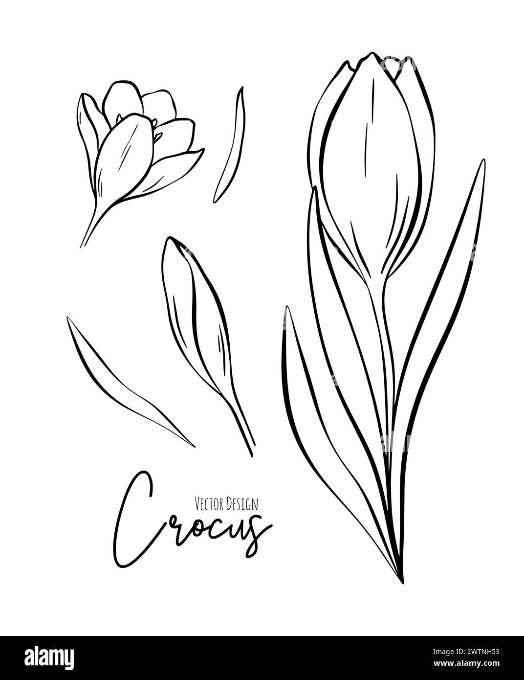 Botanical set line illustration of crocus flowers for wedding ...