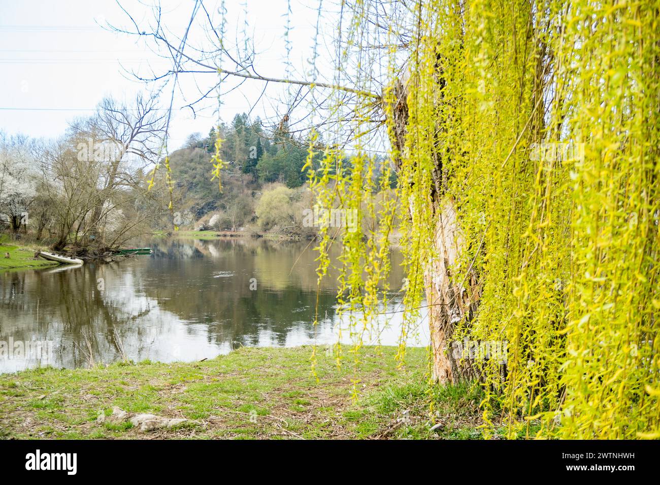 Willow leaves bloom in early spring near the Berunka River. Nature ...
