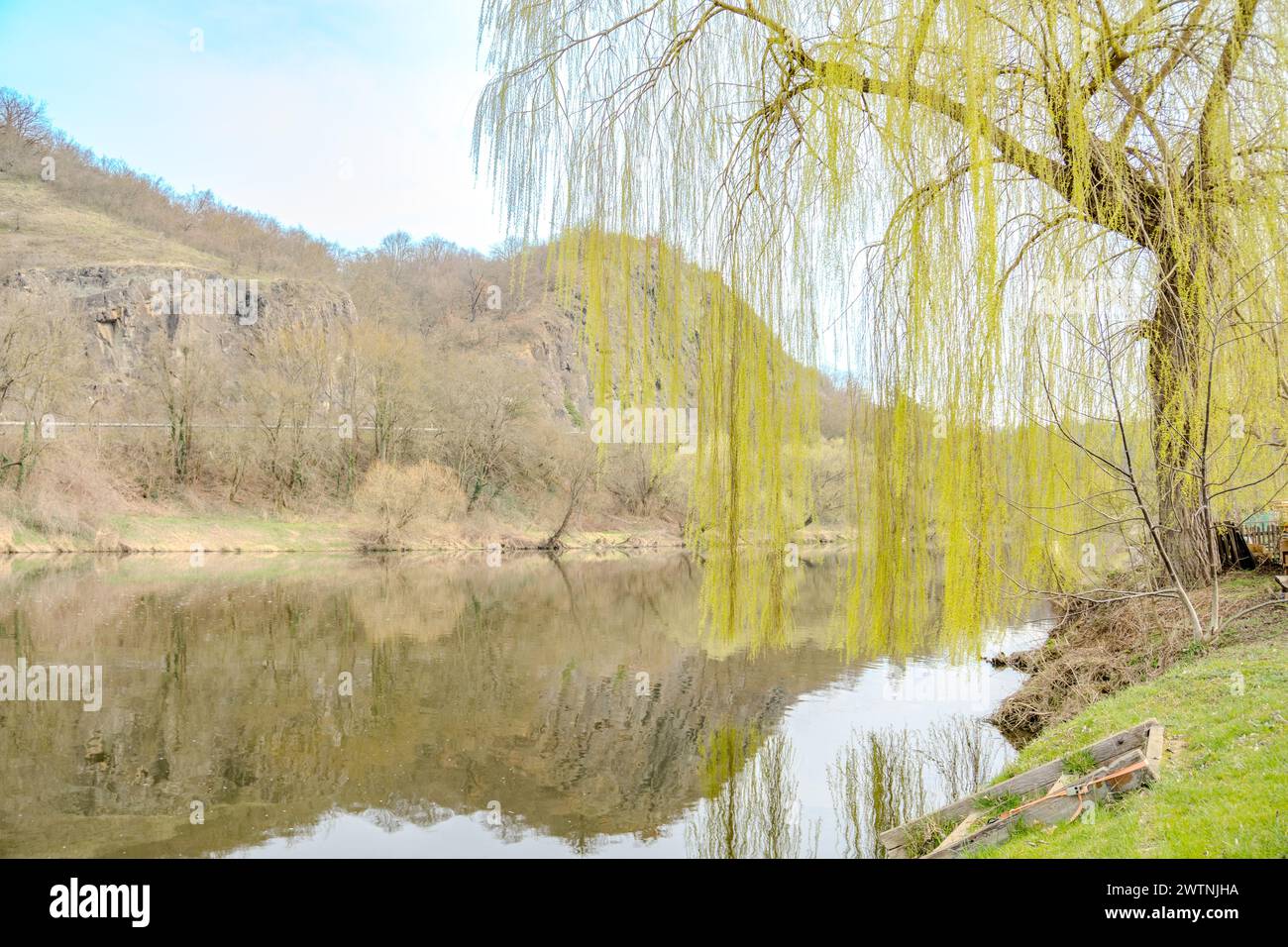 Willow leaves bloom in early spring near the Berunka River. Nature ...